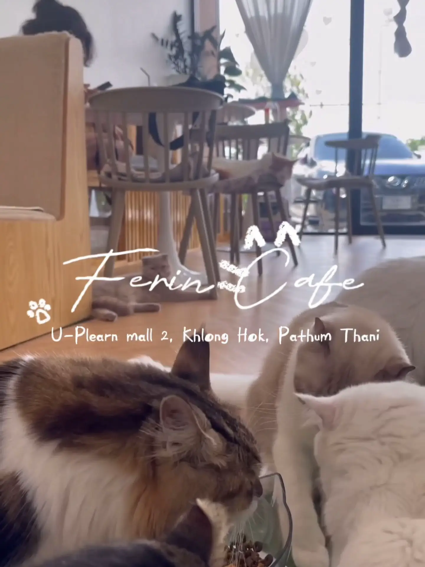 ferin café เฟริน 🐈 | วิดีโอที่เผยแพร่โดย Baansookjai | Lemon8