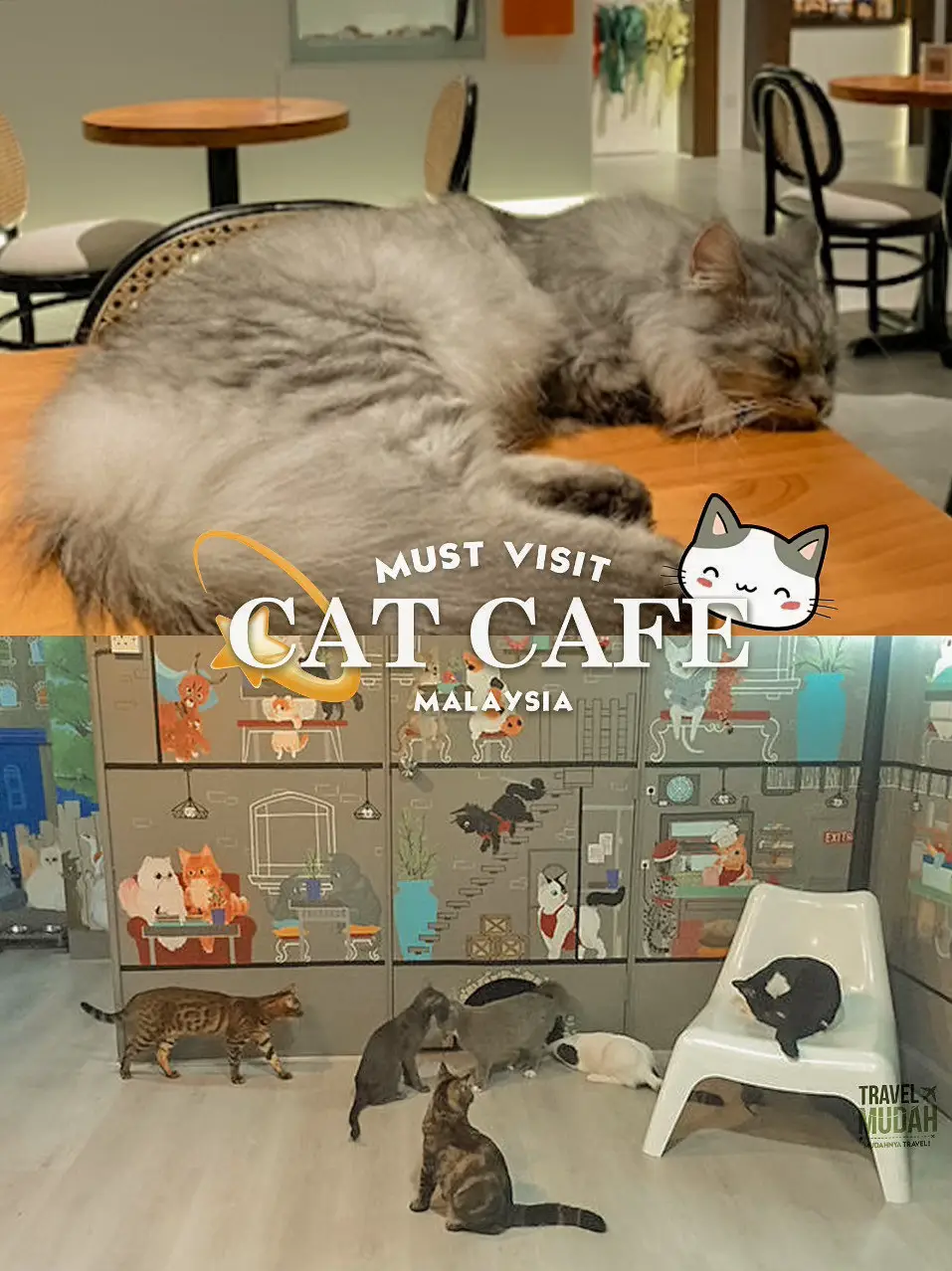Calling for cat lovers ! | Galeri disiarkan oleh travelmudah_my | Lemon8
