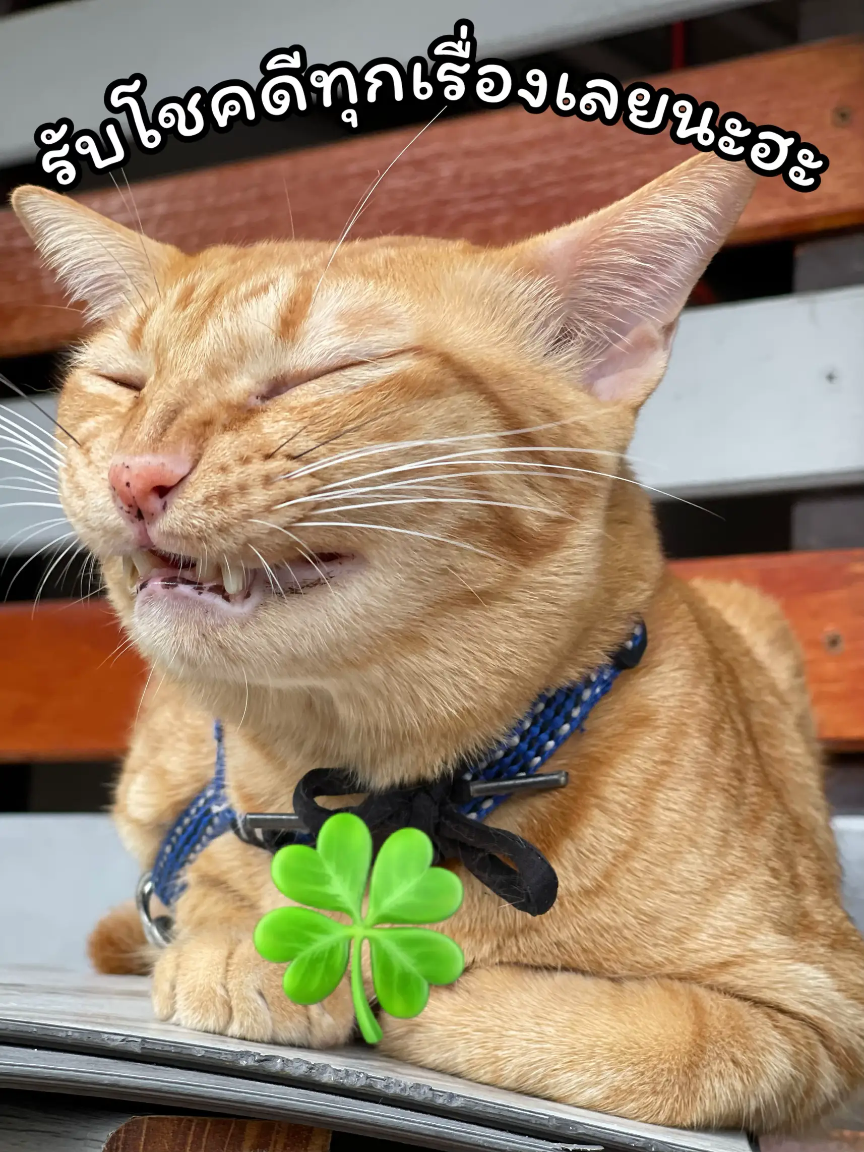 ไม่เชื่ออย่าลบหลู่ ️ | แกลเลอรีที่โพสต์โดย Parapach_Meen | Lemon8