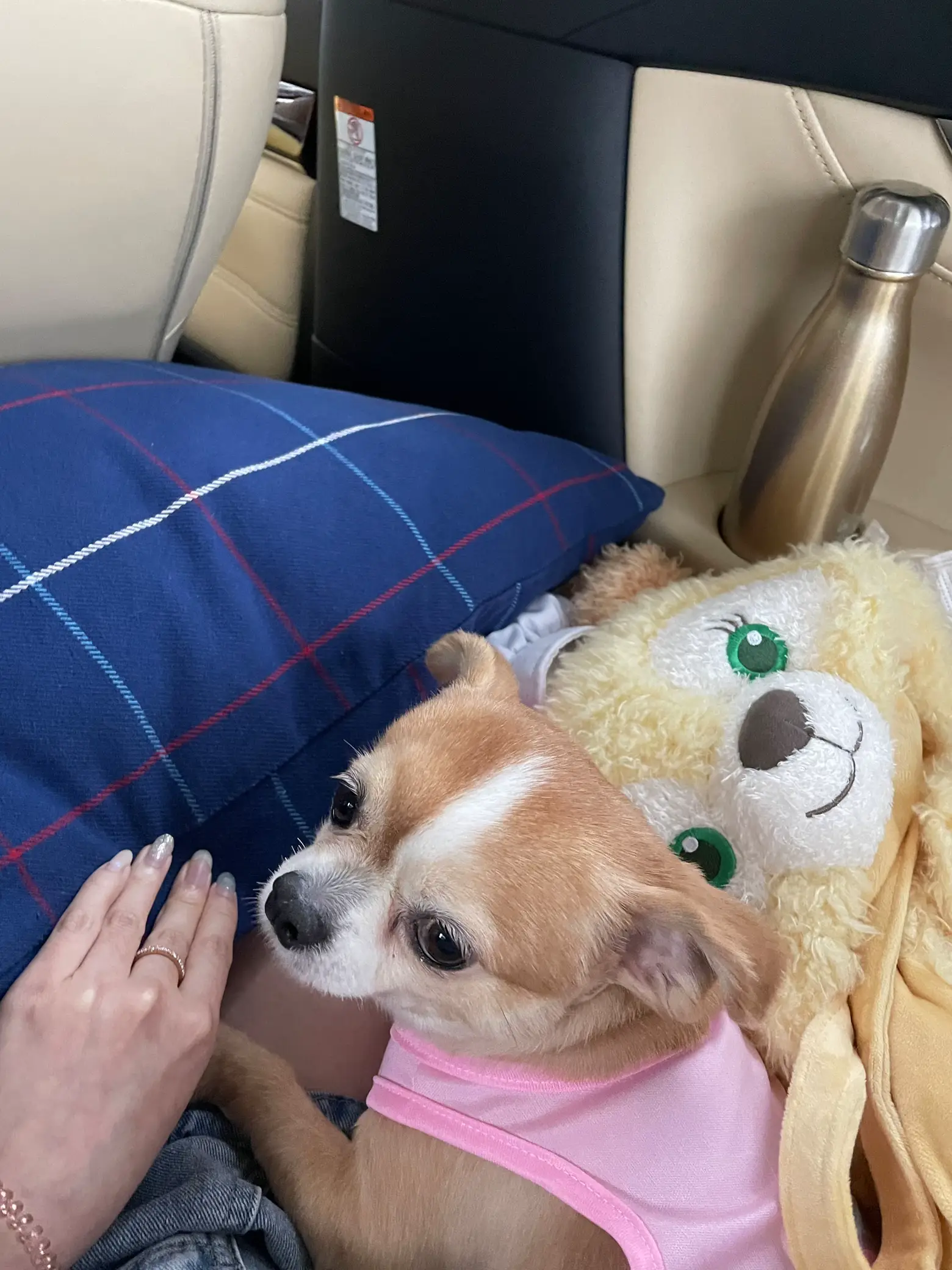 y2k ไปมั้ยค่า? โชว์ลิ้นทุกครั้งที่ถ่ายรูปเลยน้า! 🐶👅🤪 | แกลเลอรีที่โพสต์ ...