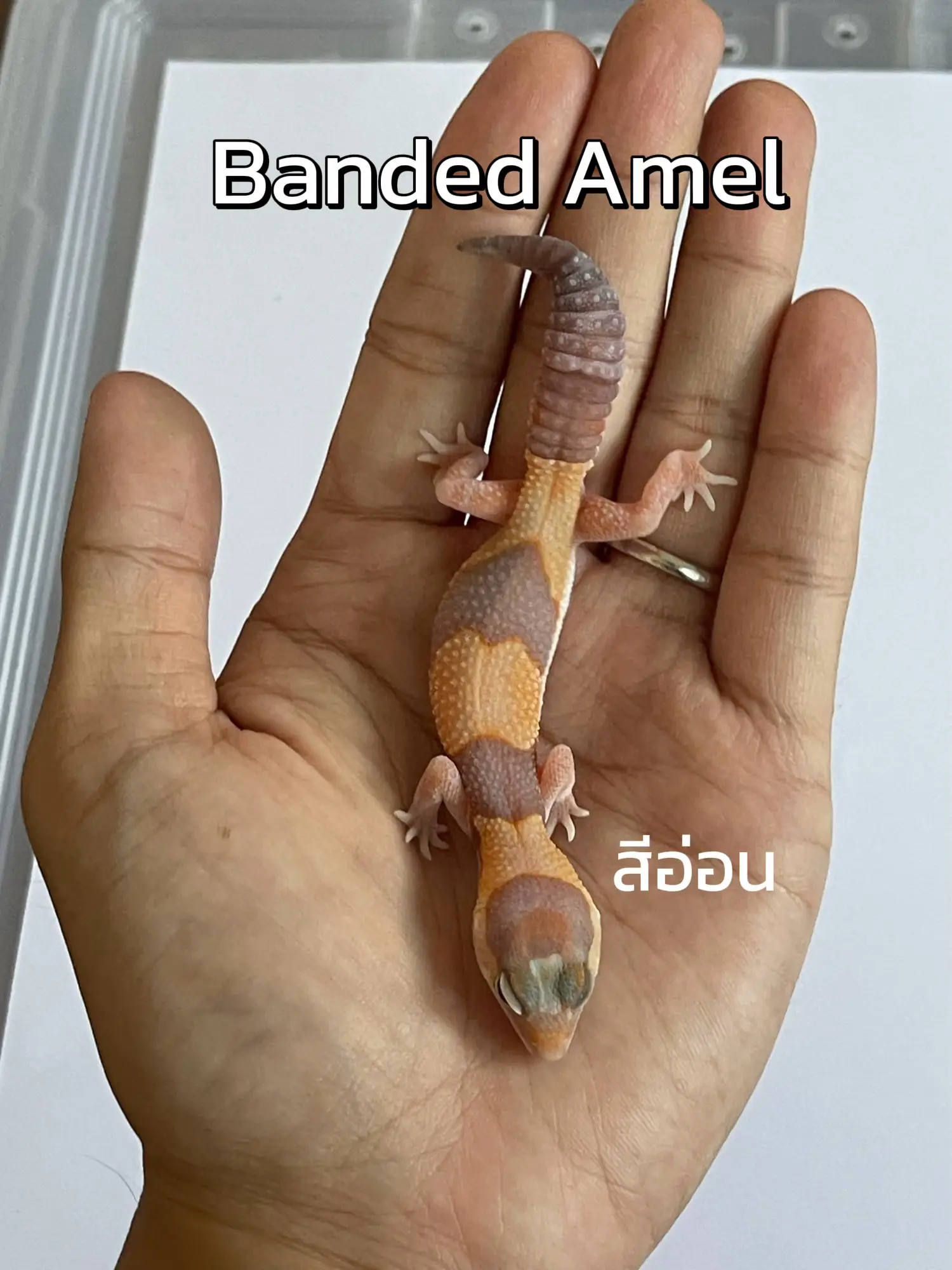 แนะนำ Morph: Amel ตุ๊กแกหางอ้วน | แกลเลอรีที่โพสต์โดย Monster Gecko ...