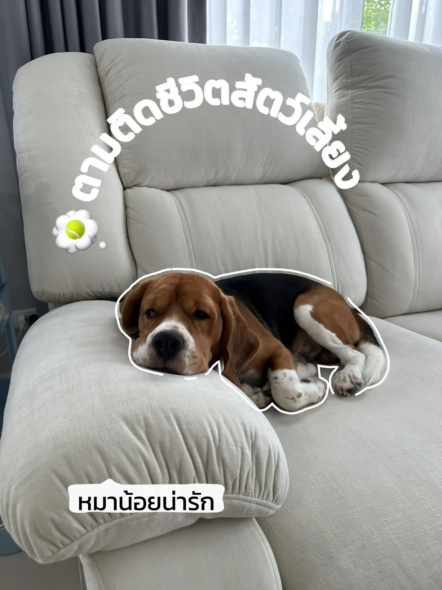 ตามติดชีวิตสัตว์เลี้ยง | แกลเลอรีที่โพสต์โดย NUTSUDA | Lemon8