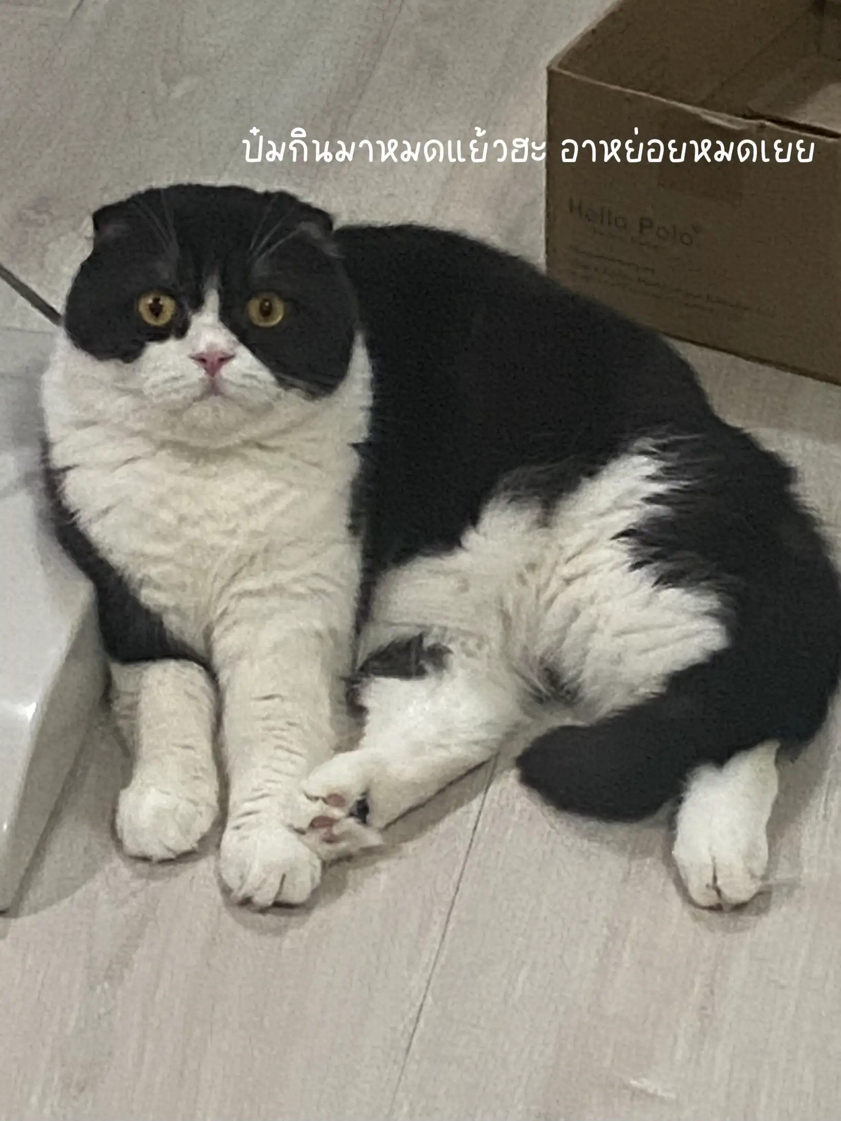 รีวิวอาหารแมว (แบบเม็ด) สูตรขุนแมวอ้วงง🐈🐈 | แกลเลอรีที่โพสต์โดย qwertyz ...