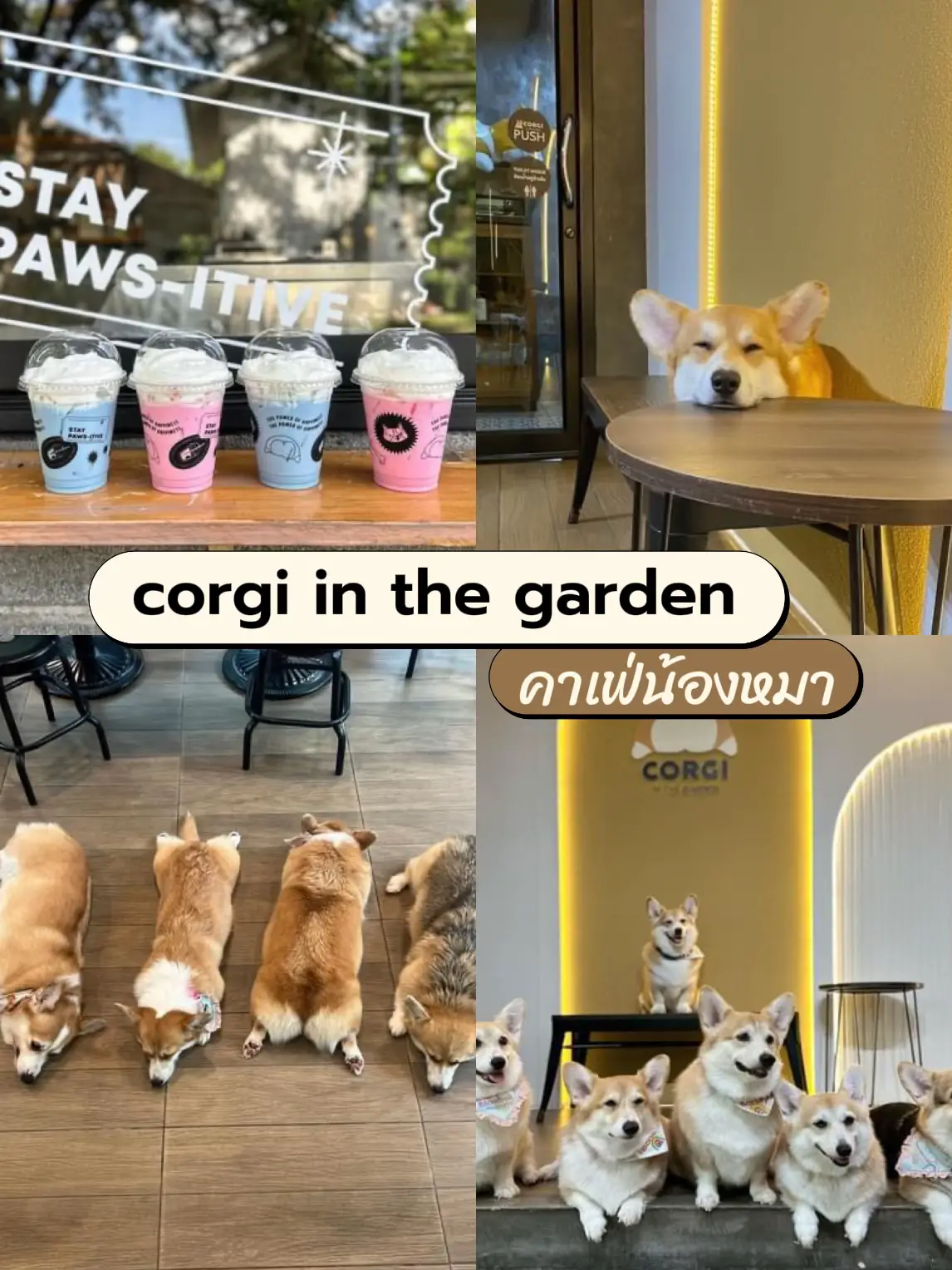 Dog Cafe คาเฟ่น้องหมาในกรุงเทพ🐶 | แกลเลอรีที่โพสต์โดย Papa_Ploy | Lemon8
