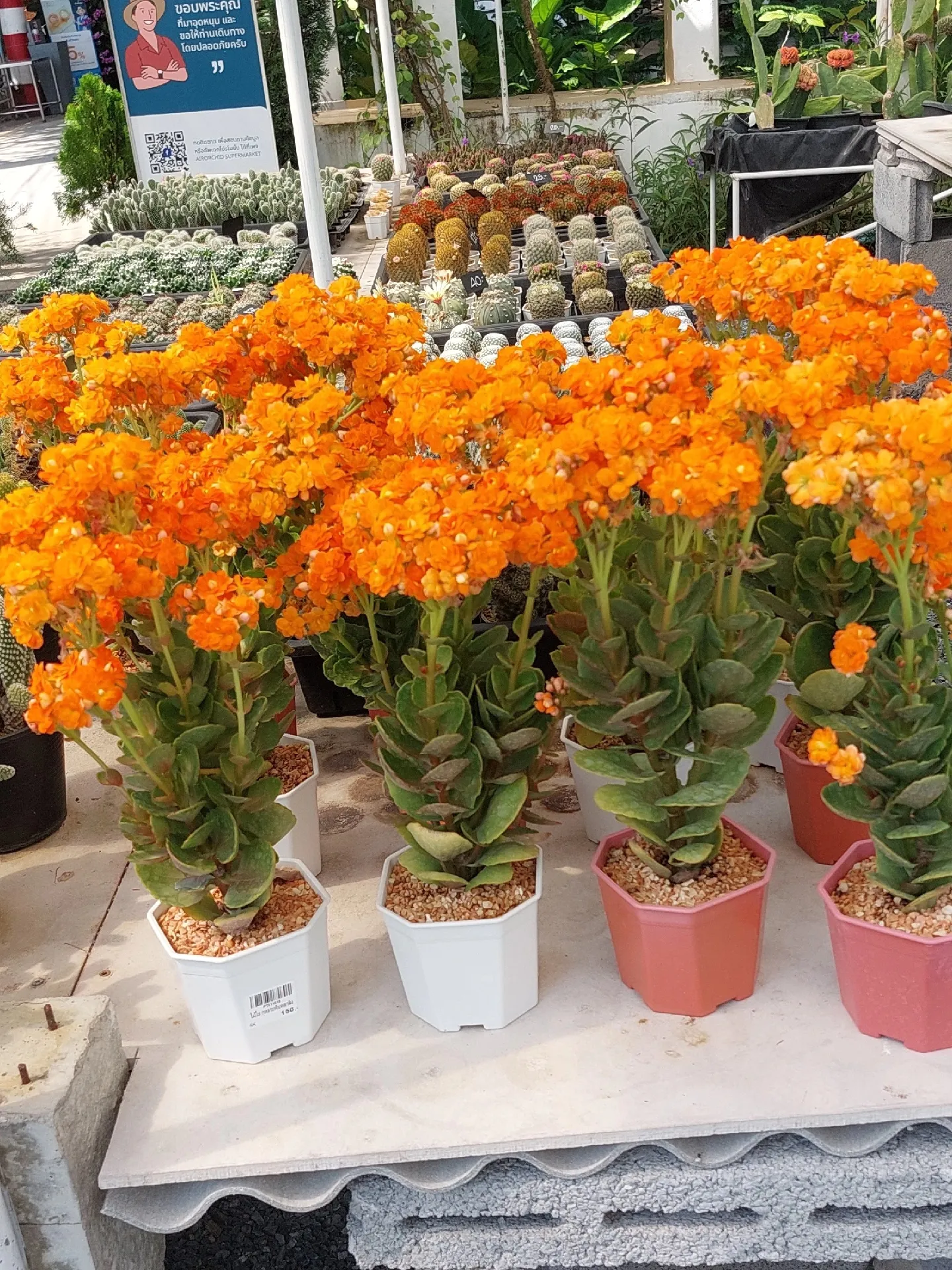 ชะแว๊บ วันนี้พาเที่ยวแอร์ออร์คิด | แกลเลอรีที่โพสต์โดย Kdl_Phirada | Lemon8