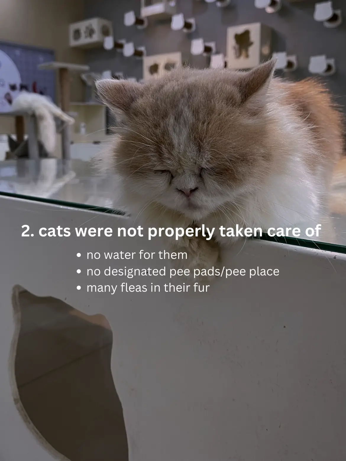 my honest review on chow q cafe in jb 🐕🐈‍⬛ | Gallery posted by faith ッ ...