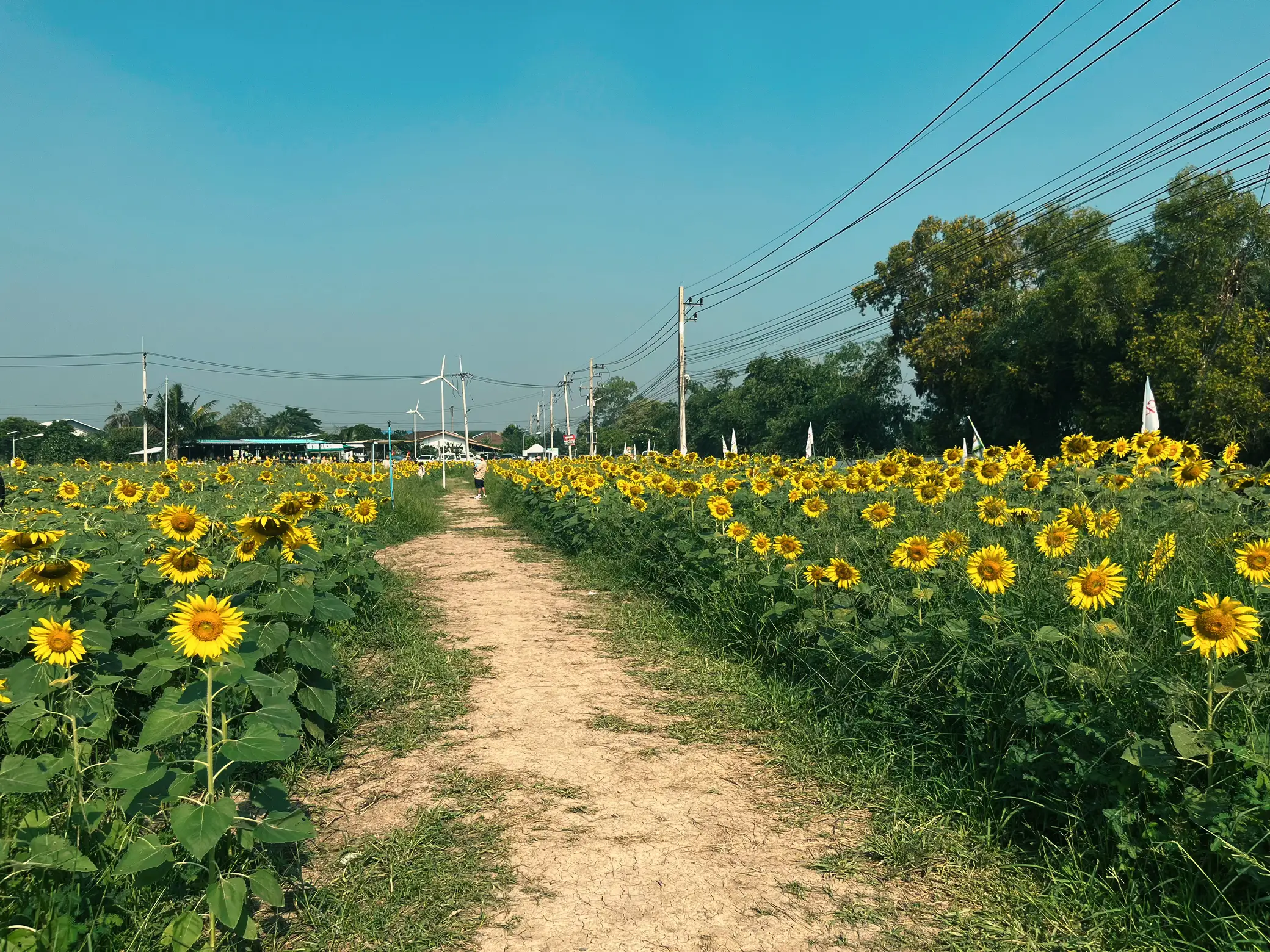 ขอให้เธอสดใสเหมือนทานตะวันที่บานสะพรั่ง 🌻 | แกลเลอรีที่โพสต์โดย Wee Weerawan | Lemon8