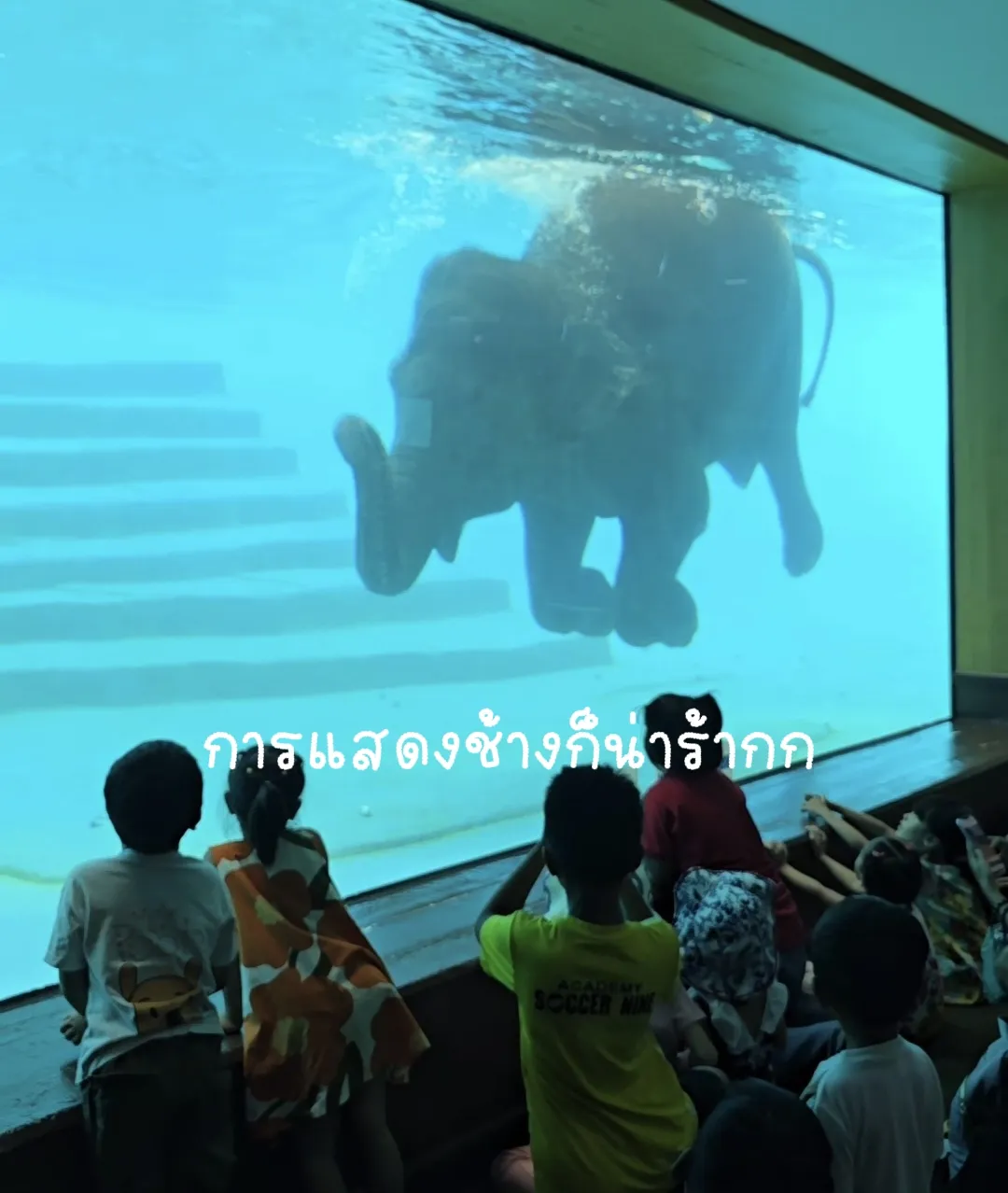 รัวิวเที่ยวสวนสัตว์เปิดเขาเขียว ปี 2024 | แกลเลอรีที่โพสต์โดย Chaaim | Lemon8