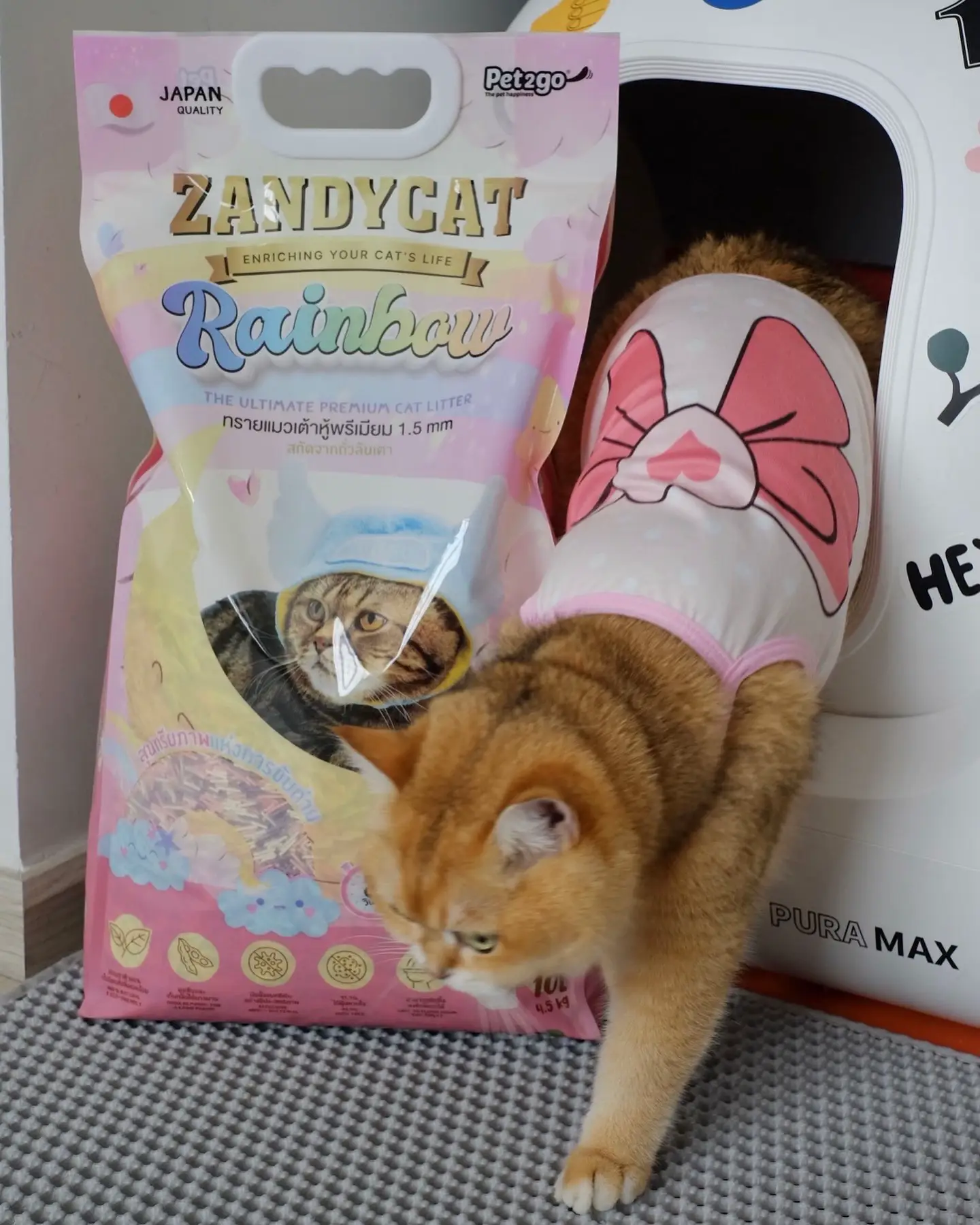Zandycat Rainbow ทรายแมวเต้าหู้แท่งตัวใหม่ 🐈🏳️‍🌈 | แกลเลอรีที่โพสต์โดย ...
