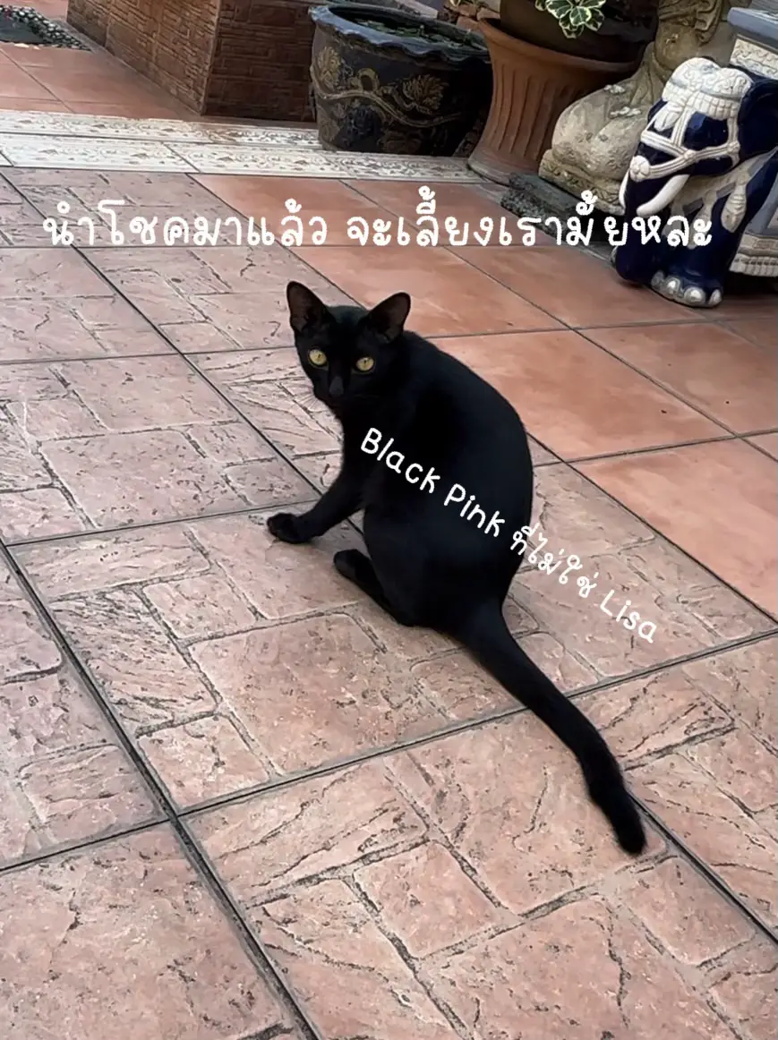 Cat slaves need to know how lucky black cats 🐈‍⬛ are.💵 | Gallery posted by Jenny | Lemon8