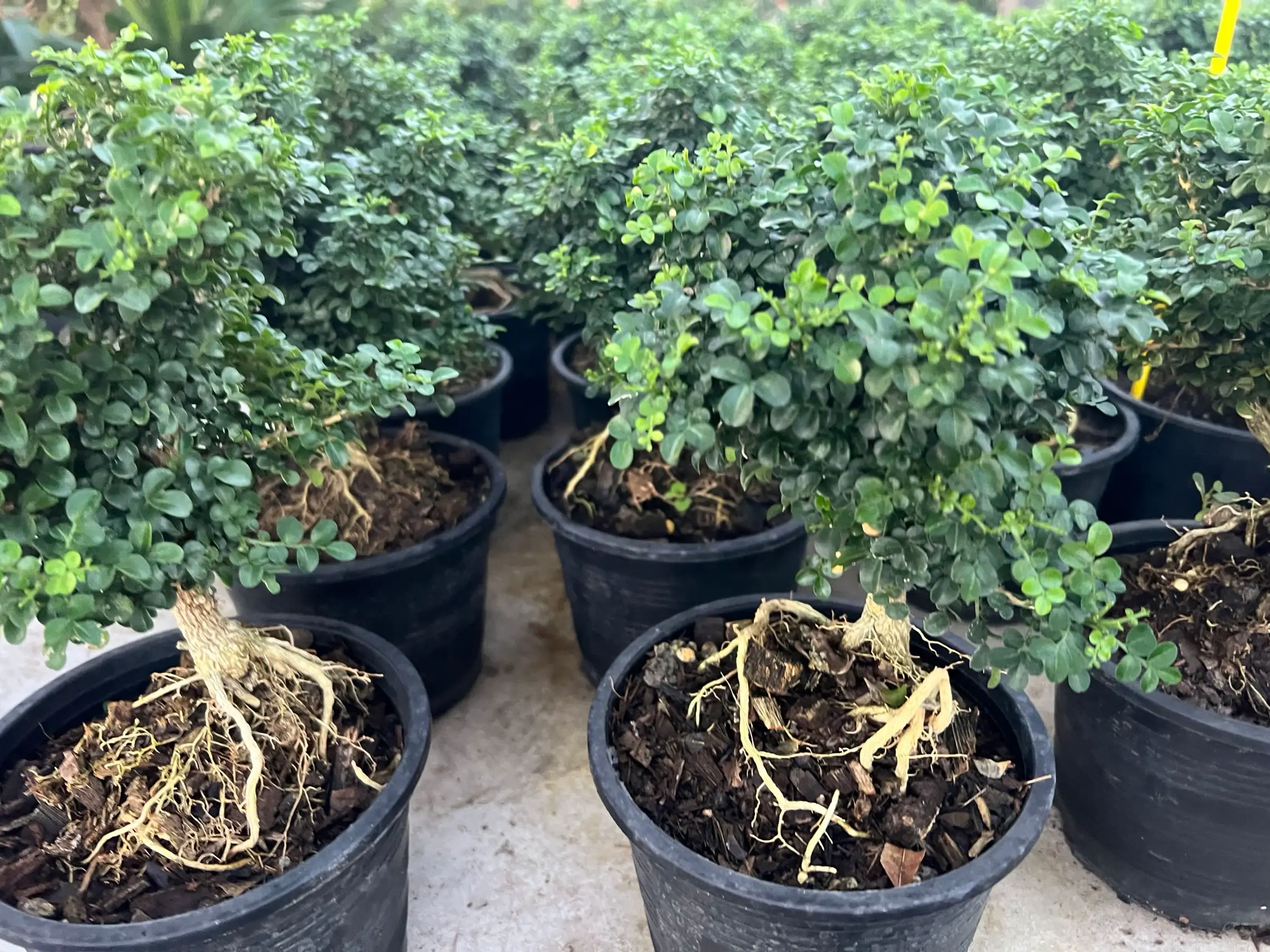 Dwarf Glass Tree. Tiny Wood Suitable To Adorn Your Home Decor | Gallery ...