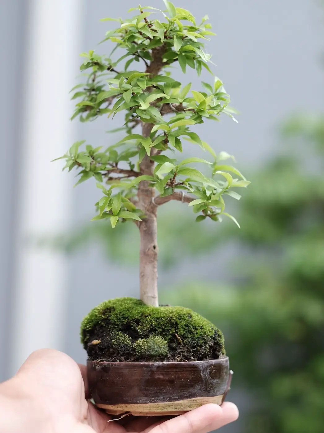 Miniature Bonsai 🌱 | แกลเลอรีที่โพสต์โดย pearwahstyle | Lemon8