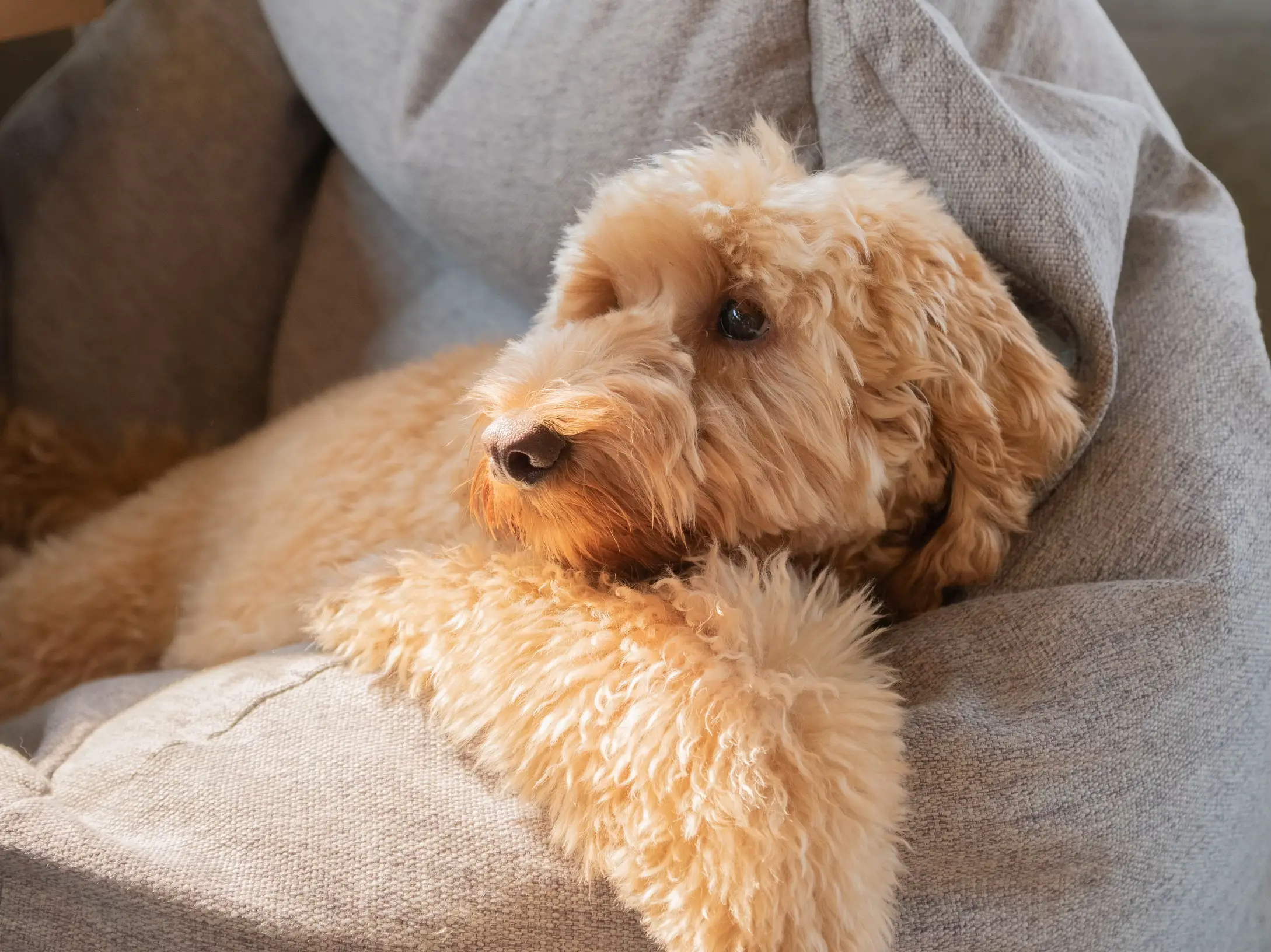 Corg and Koff | แกลเลอรีที่โพสต์โดย MYTWINP | Lemon8