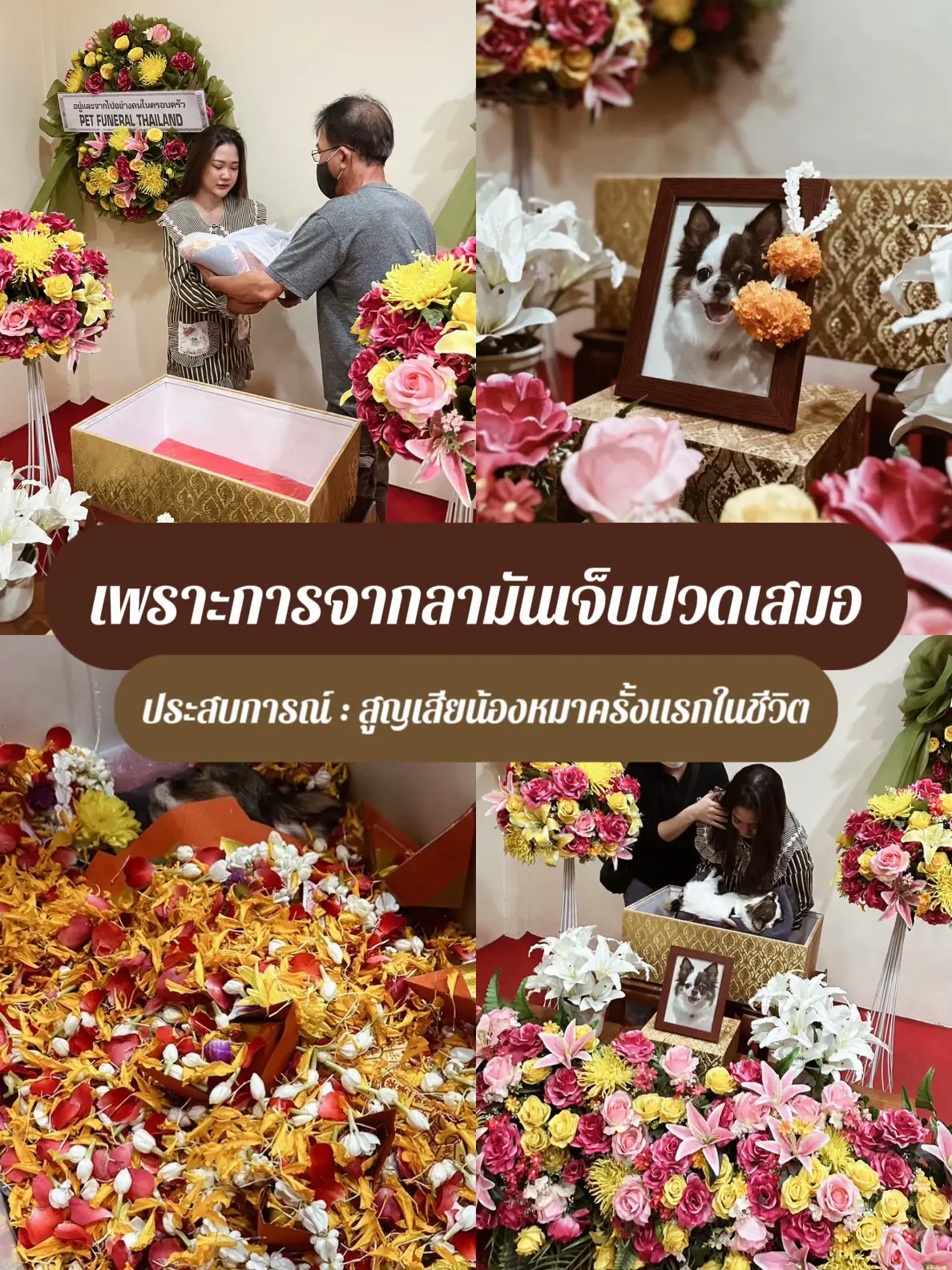 แจกมีมน้องหมา ลางาน🐶 | แกลเลอรีที่โพสต์โดย Proxumer | Lemon8