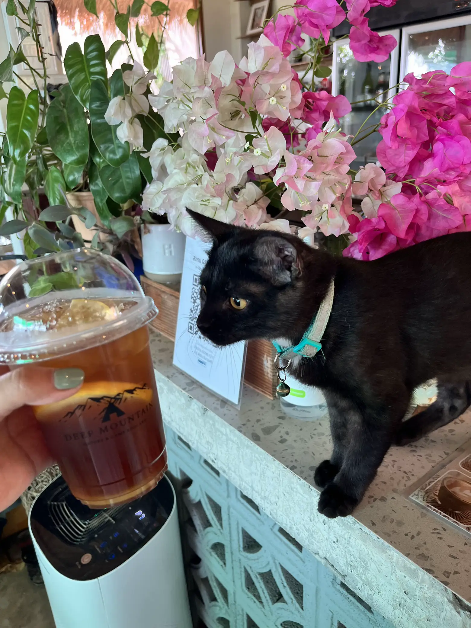 คาเฟ่ ไม่ลับ เหมือนยกเขาใหญ่มาไว้เกาะล้าน | แกลเลอรีที่โพสต์โดย Icetrip Diary | Lemon8