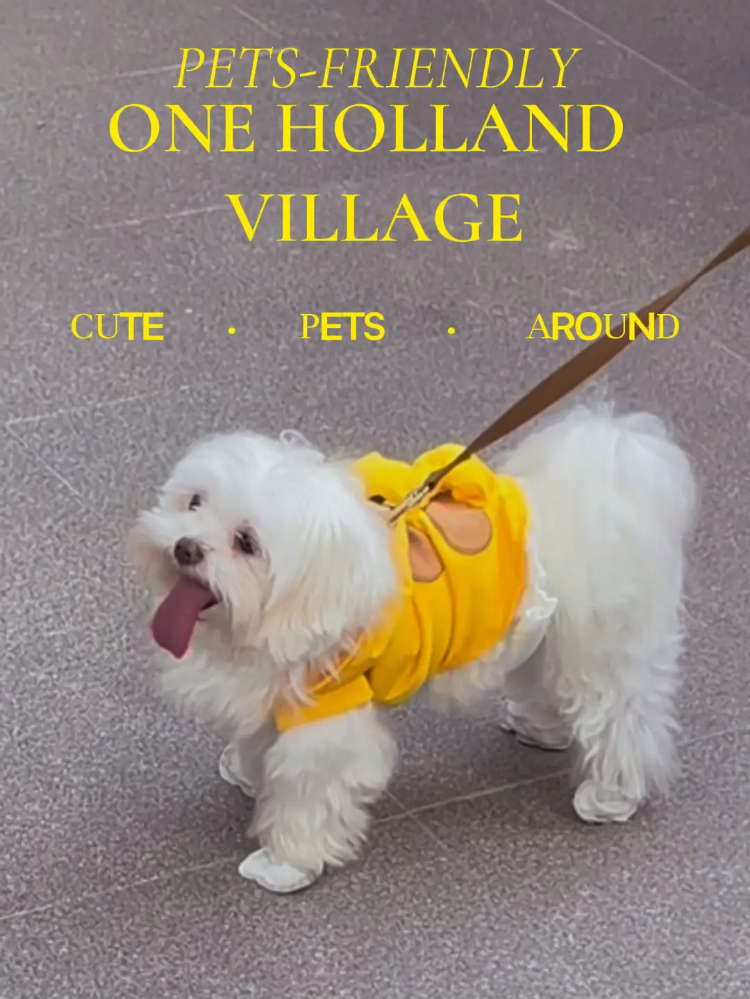🇸🇬One Holland Village🦮Pets-Friendly Mall | Video published by Wanderers | Lemon8