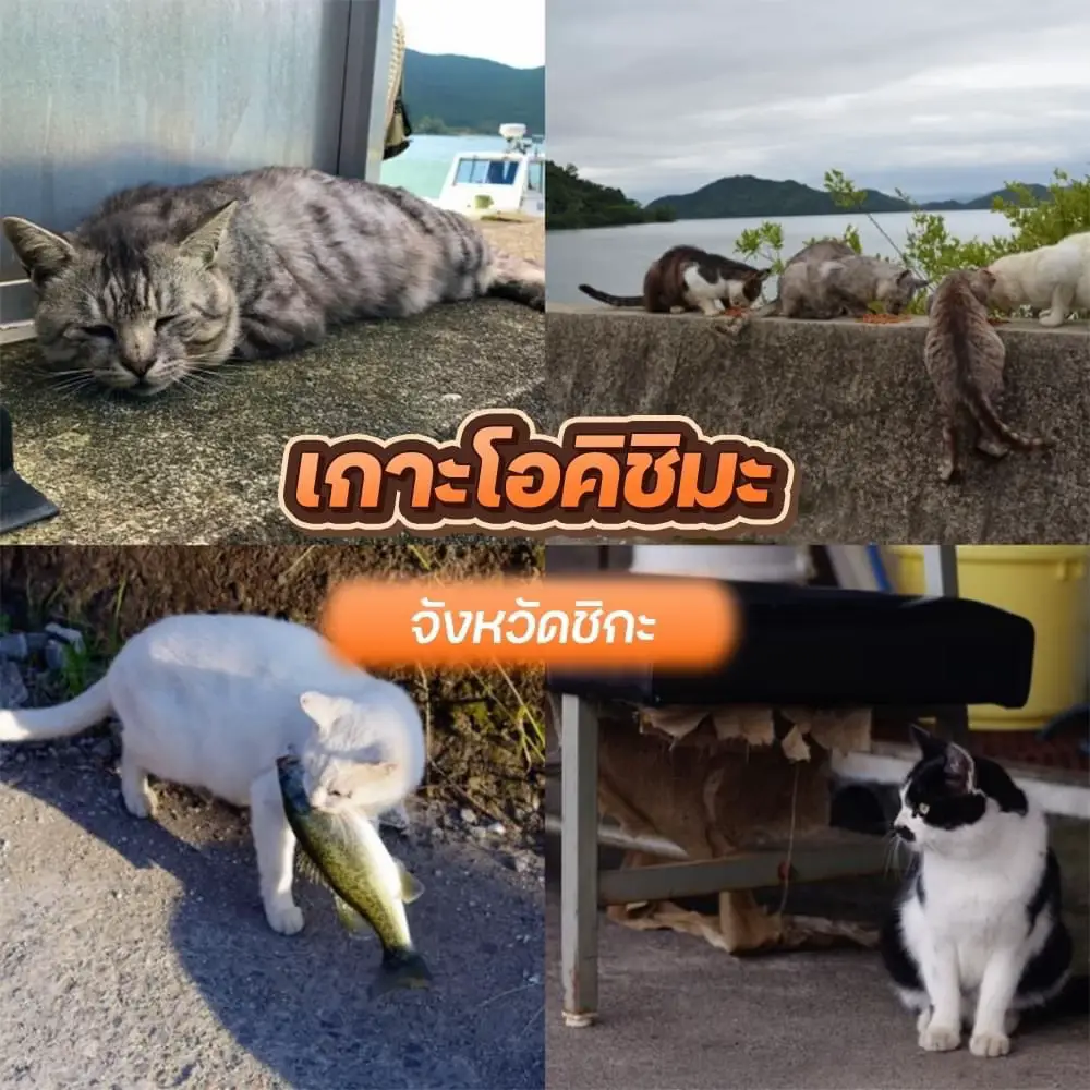 แจกพิกัด 6 เกาะแมวน่าเที่ยว🐈🐈‍⬛🐾 | แกลเลอรีที่โพสต์โดย Proxumer | Lemon8