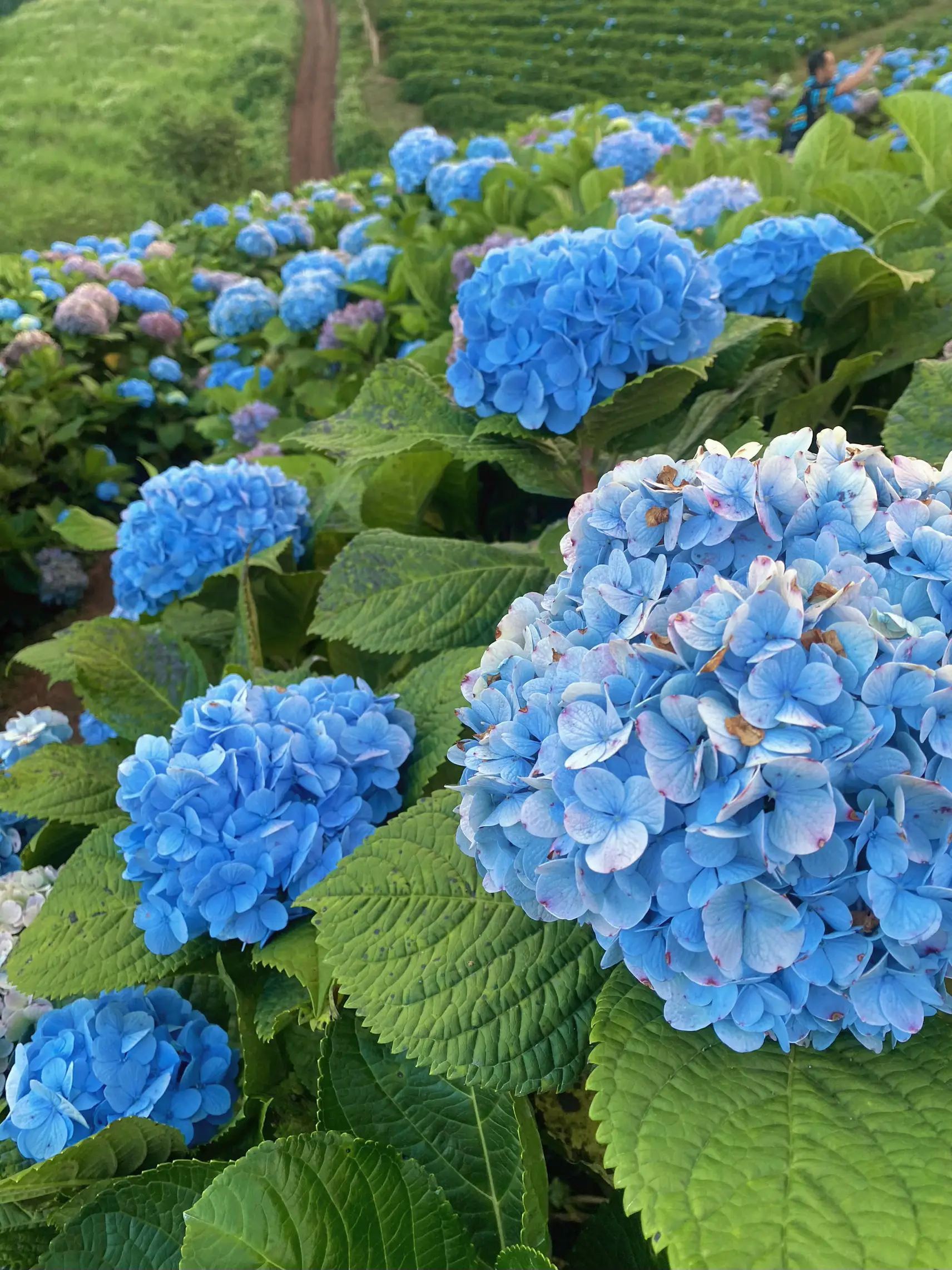 Hydrangea san : อ.เมือง จ.เชียงราย | แกลเลอรีที่โพสต์โดย gg :) | Lemon8