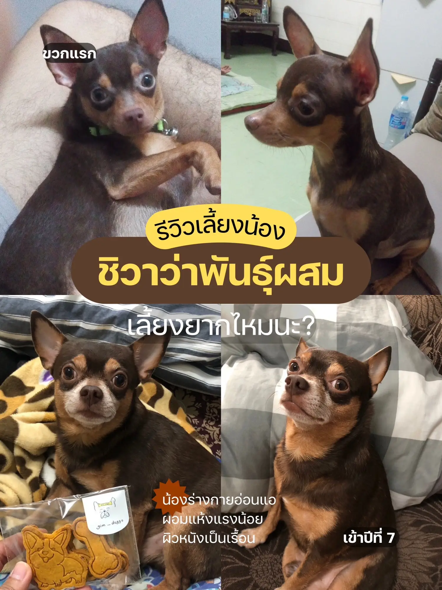 #รีวิวน้องหมาตัวโปรด ชิวาว่าพันธุ์ผสม เลี้ยงยาก โรคเยอะ? 🐶 ️ | แกลเลอรีที่โพสต์โดย Boboath | Lemon8
