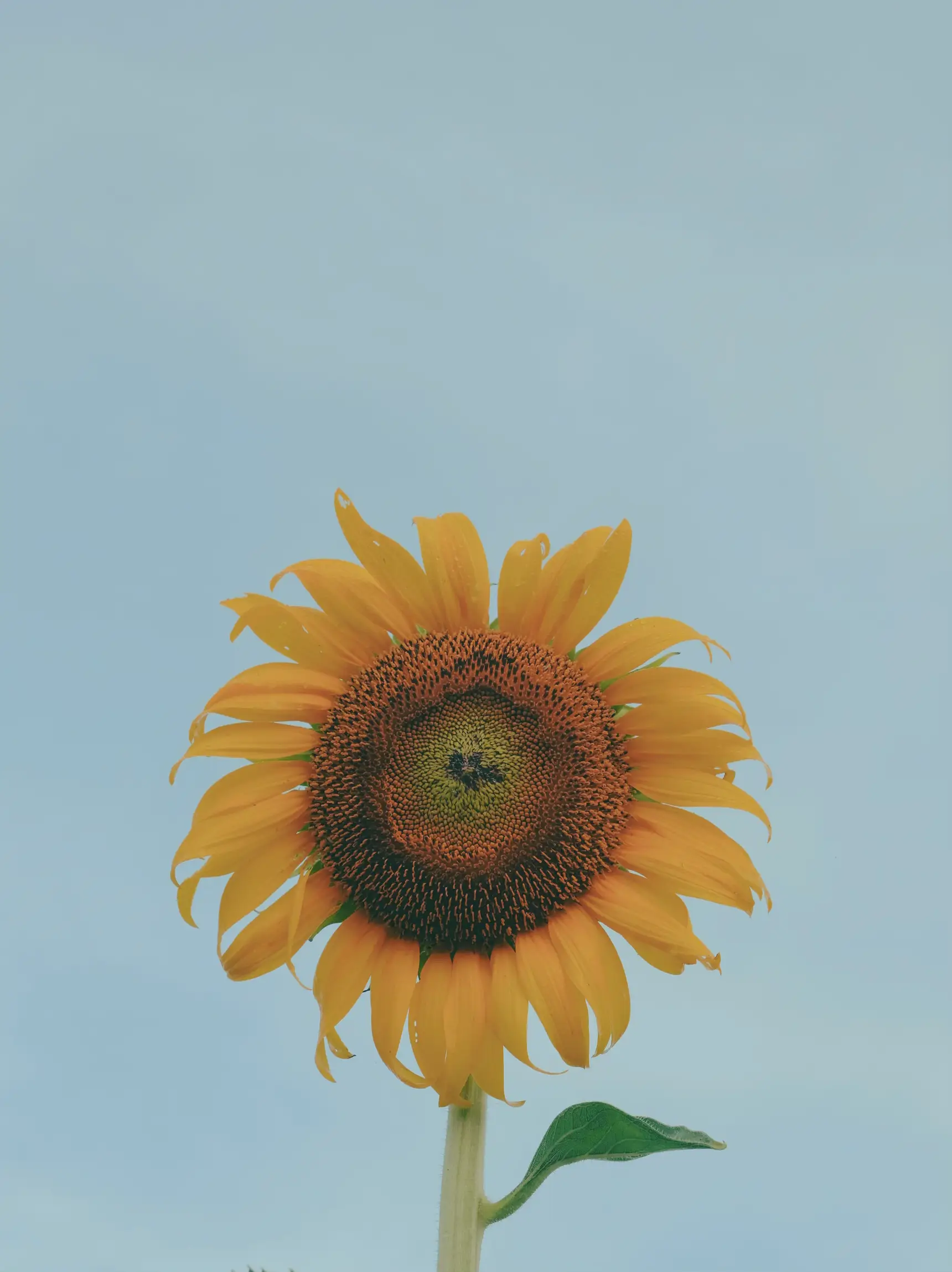 “𝓗𝓮𝓵𝓵𝓸 𝓢𝓾𝓷𝓯𝓵𝓸𝔀𝓮𝓻 ทุ่งทานตะวัน ไร่วิชาญ” | แกลเลอรีที่โพสต์โดย KUNFANPARTIEW | Lemon8