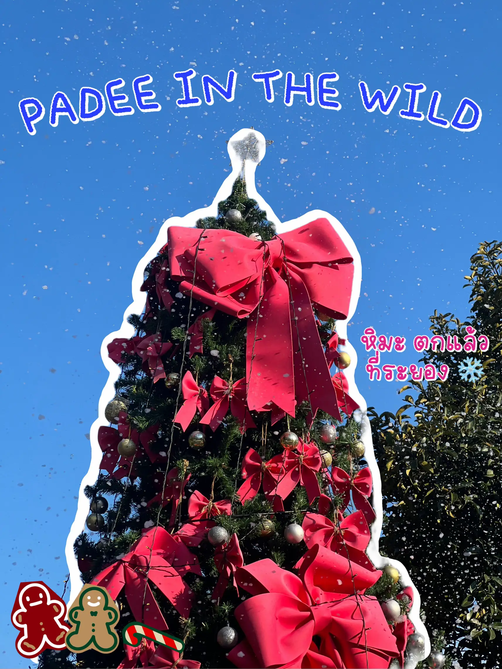 Padee in the wild 🎁🤶🏻🎅🏻🎀First Christmas | แกลเลอรีที่โพสต์โดย เที่ยวกับ ...