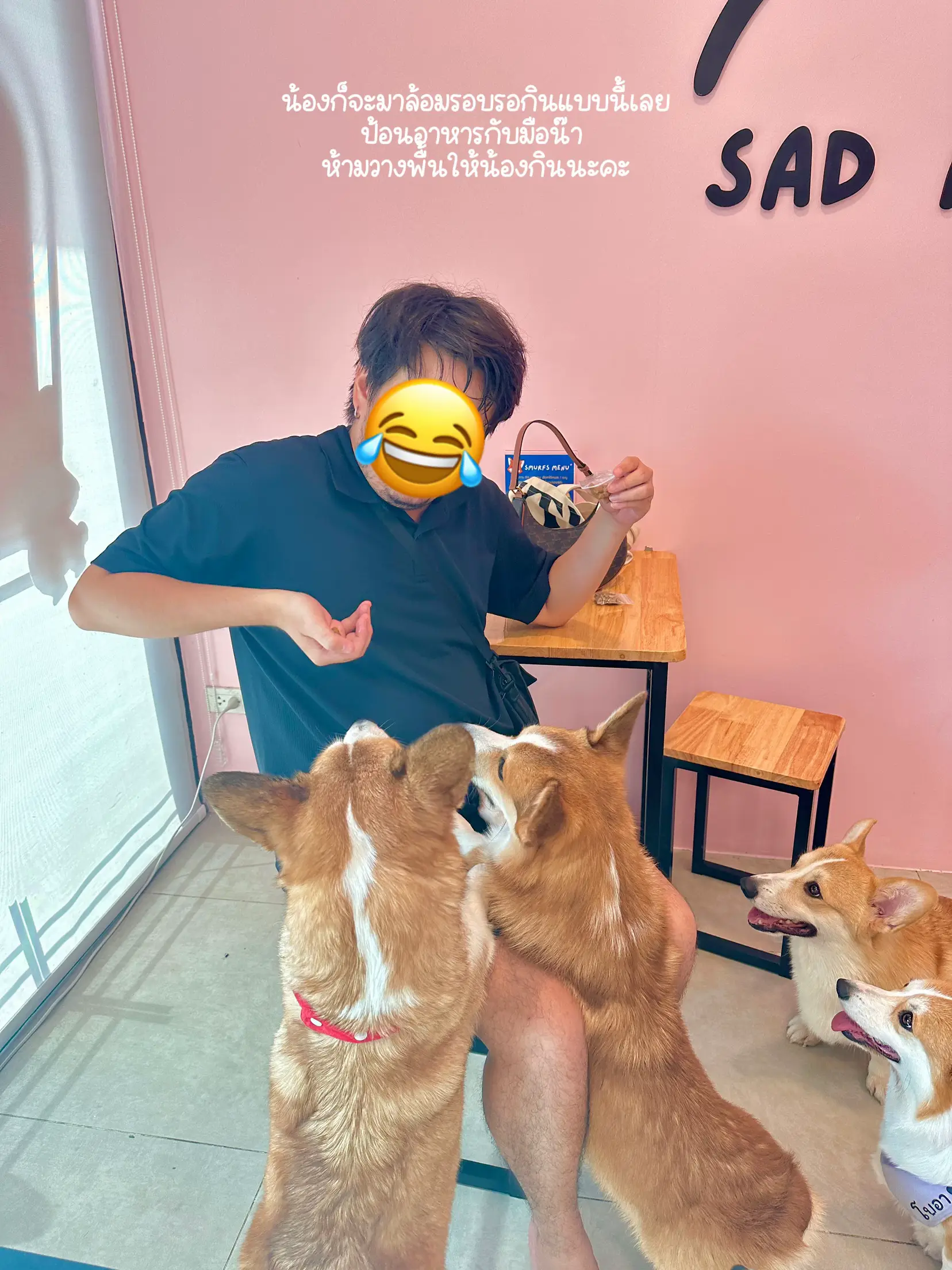 คาเฟ่คอร์กี้ คลอง 6 รังสิต🐶 | แกลเลอรีที่โพสต์โดย Minute | Lemon8