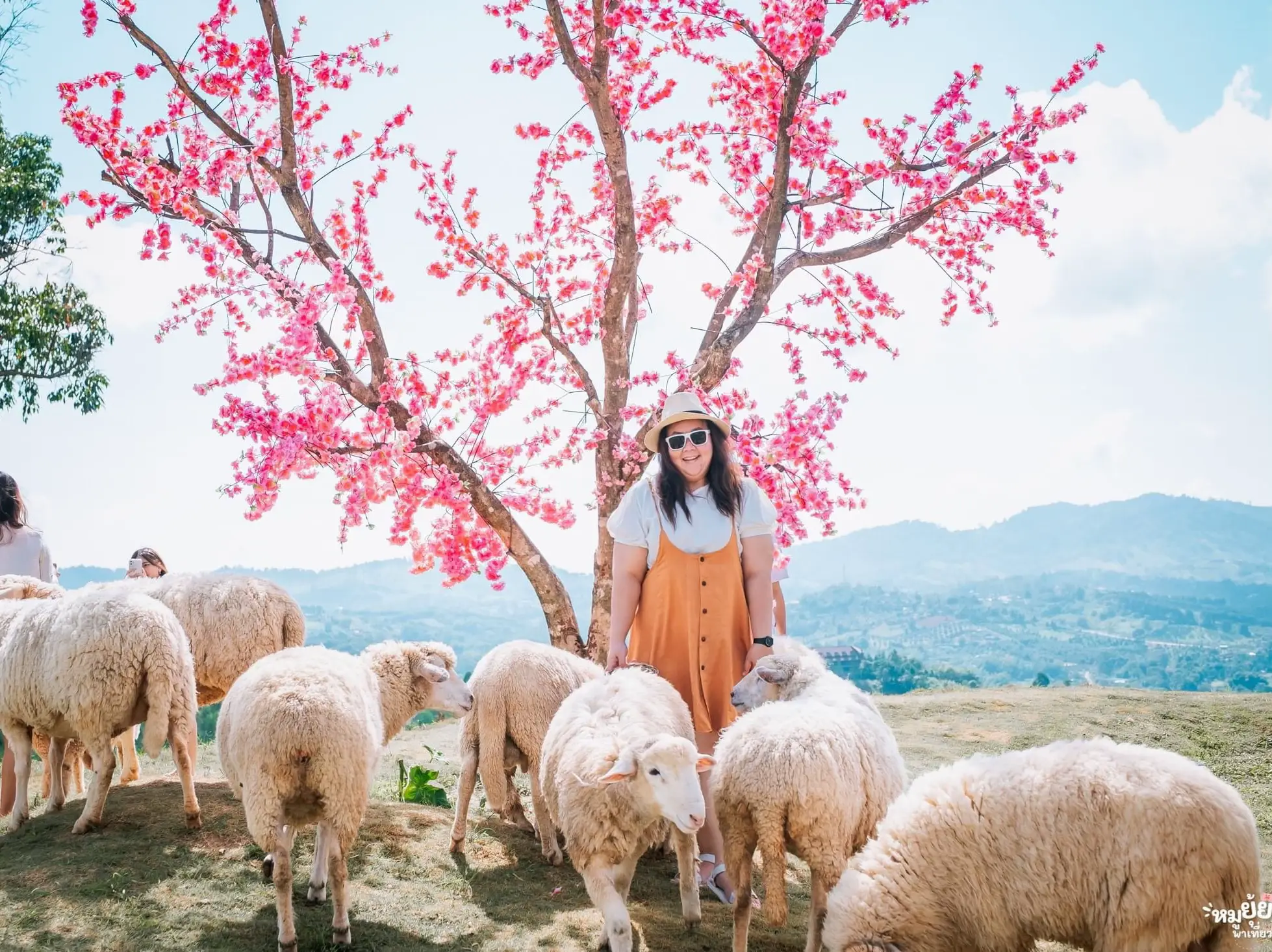 🪴🐑 "Monk sheep, he..." then go!!! 🐑🪴 | Gallery posted by MooYui_Travel ...