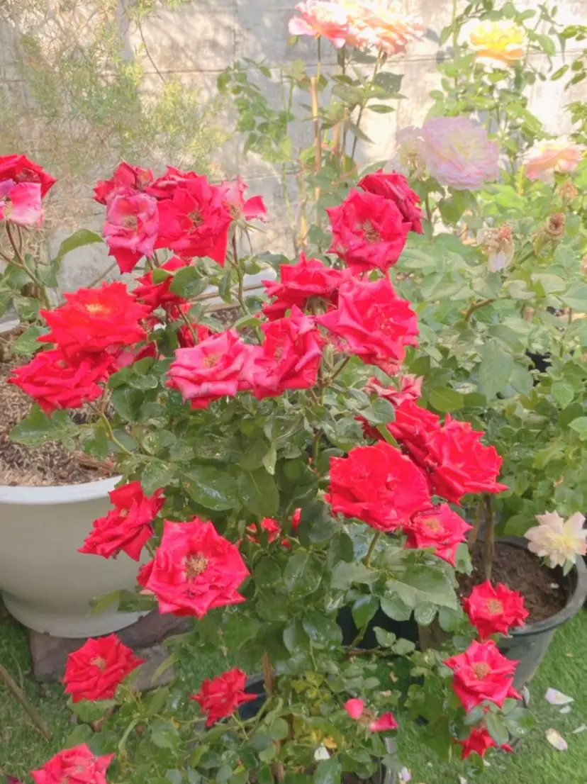 🌹 Hey rose แนะนำสายพันธุ์ กุหลาบเลี้ยงง่ายกันคับ | แกลเลอรีที่โพสต์โดย ...