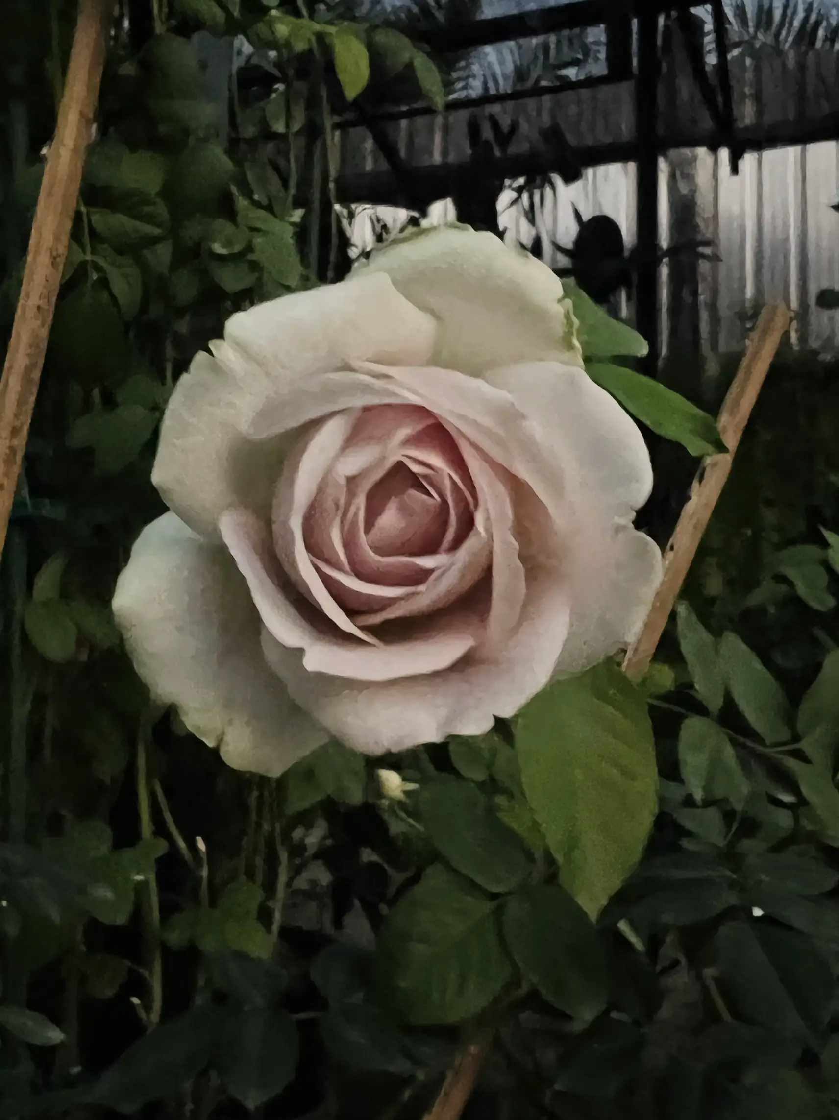Montmartre Rose | แกลเลอรีที่โพสต์โดย 48 อย่าเรียกป้า | Lemon8