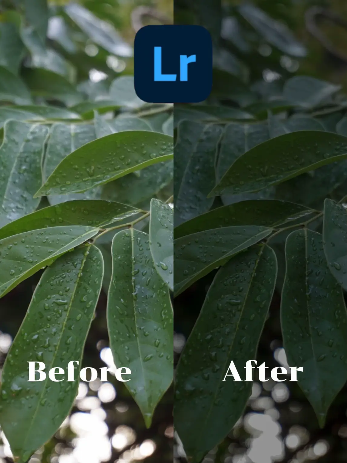 แจกโทนมืด 🍃🌿 | แกลเลอรีที่โพสต์โดย Siapoxy | Lemon8