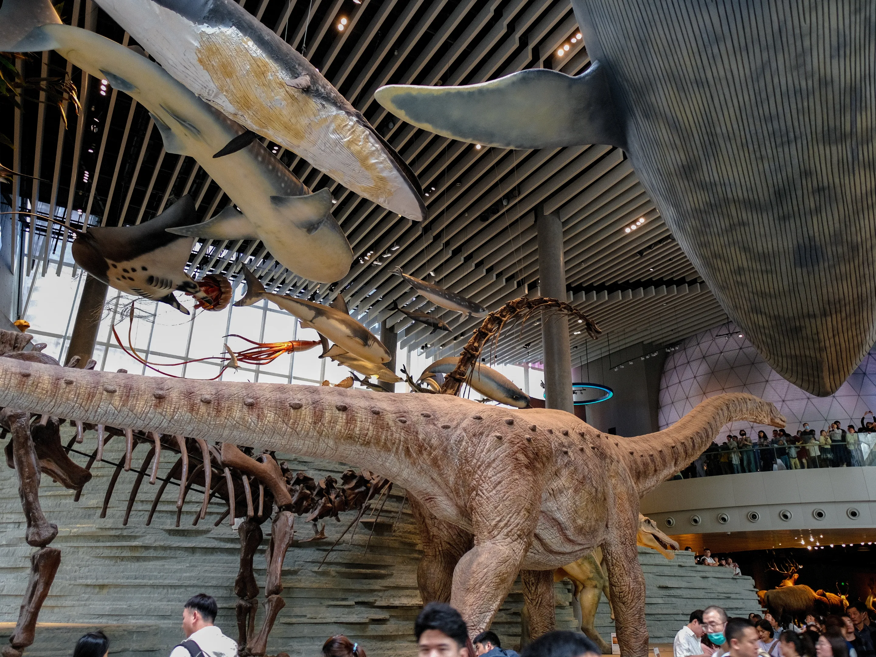 ไปดูไดโนเสาร์ Shanghai Natural history Museum | แกลเลอรีที่โพสต์โดย ไป ...