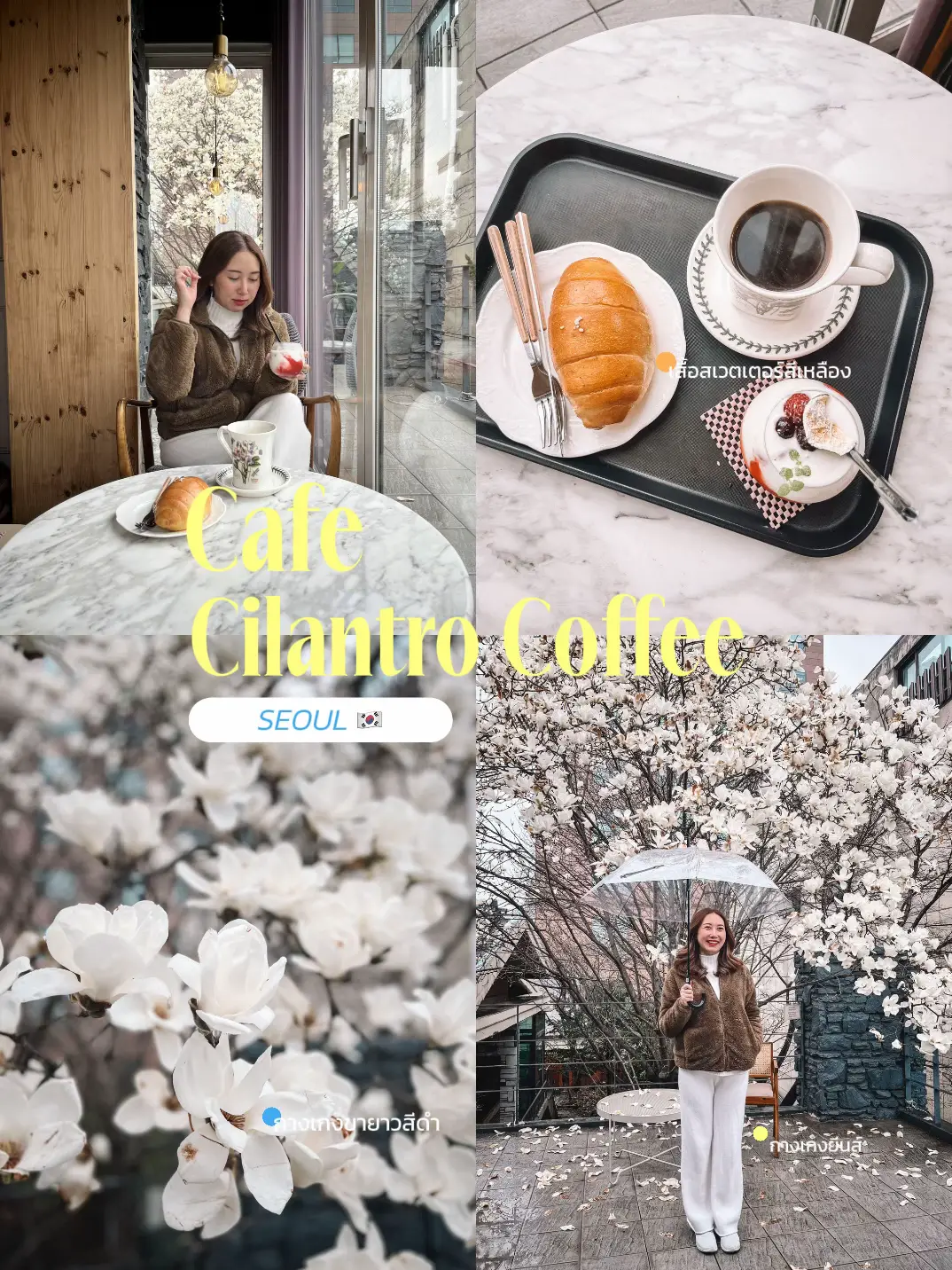 Cilantro Coffee คาเฟ่ดอกแมกโนเลียในโซล | แกลเลอรีที่โพสต์โดย Praewpat🍃 ...