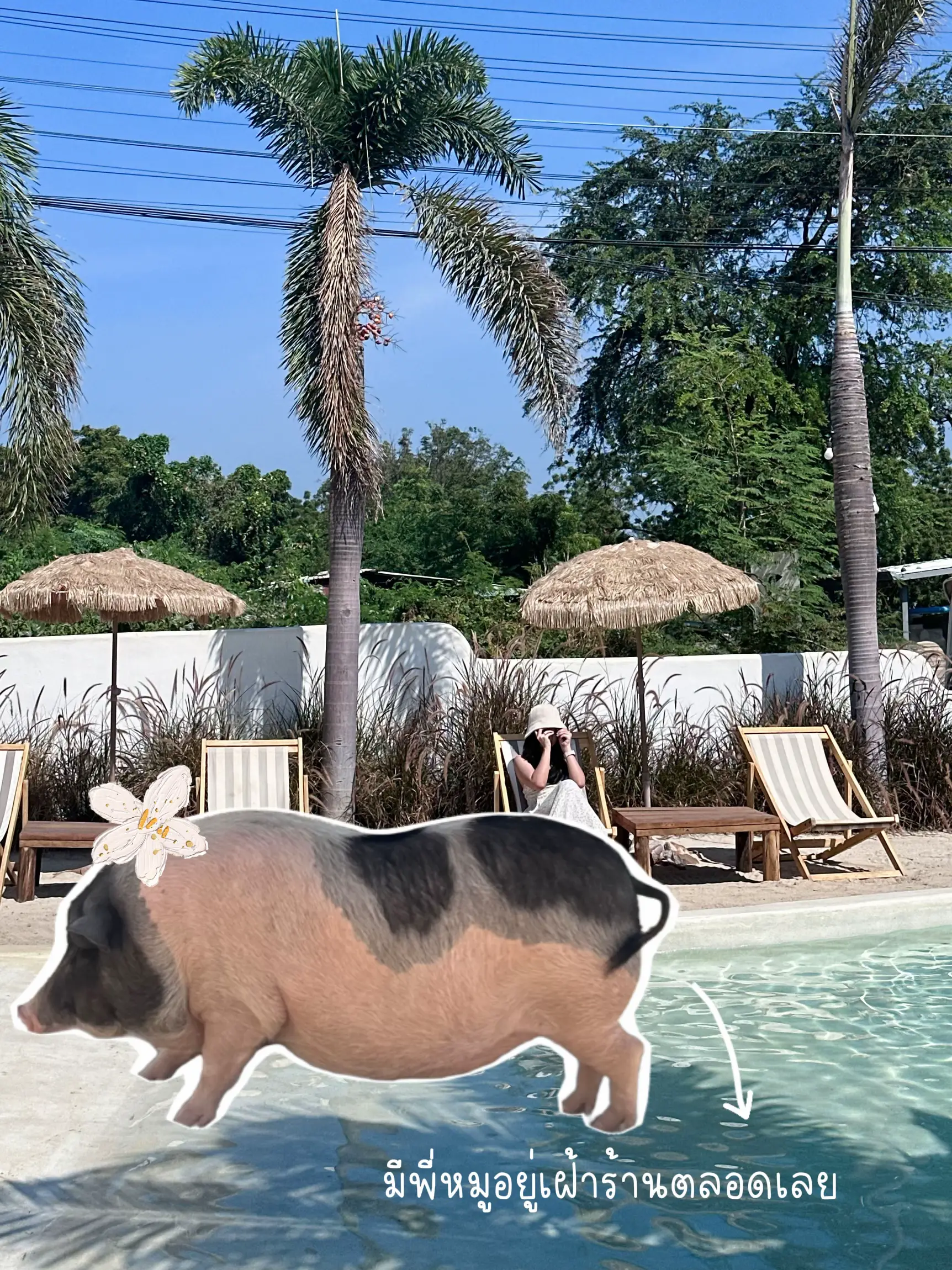 🐽 Kamari cafe🐽 | แกลเลอรีที่โพสต์โดย Phat Naphat | Lemon8