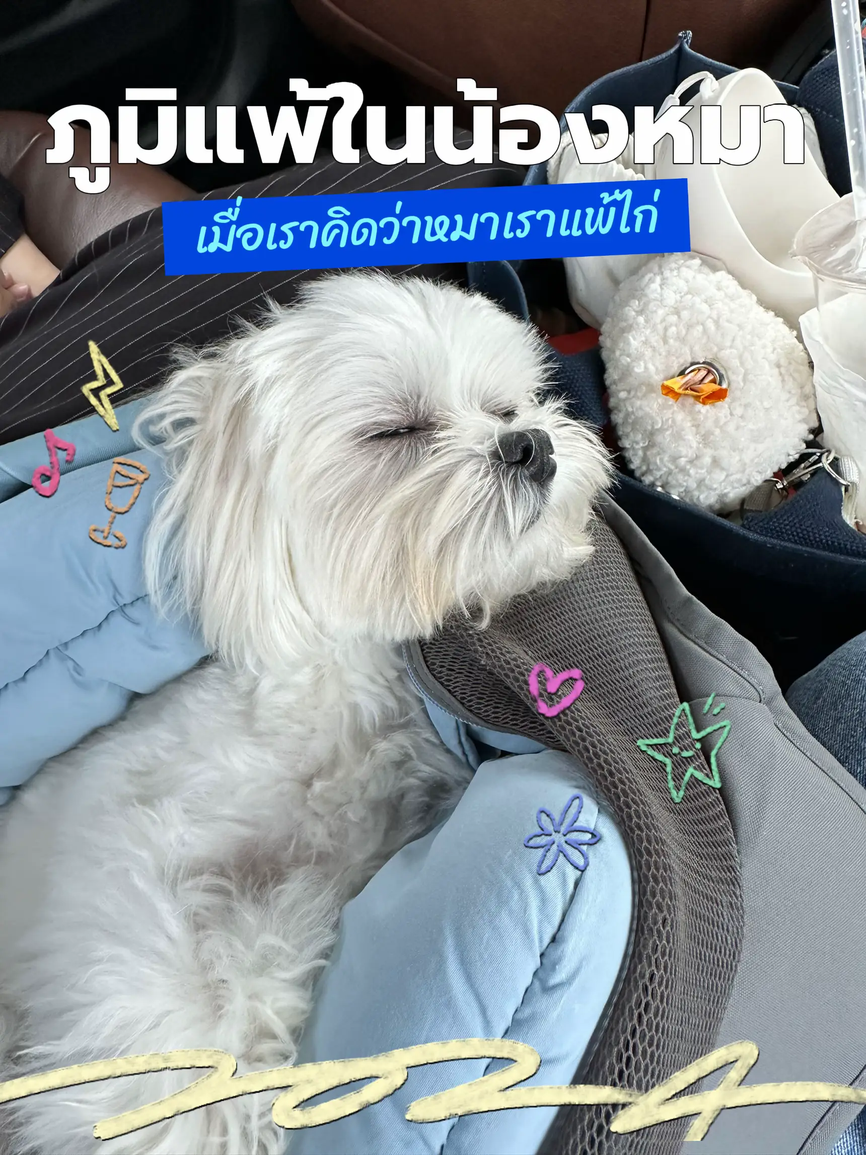 เมื่อหมาเราเป็นภูมิแพ้ 🧐 | แกลเลอรีที่โพสต์โดย polar.maltese | Lemon8