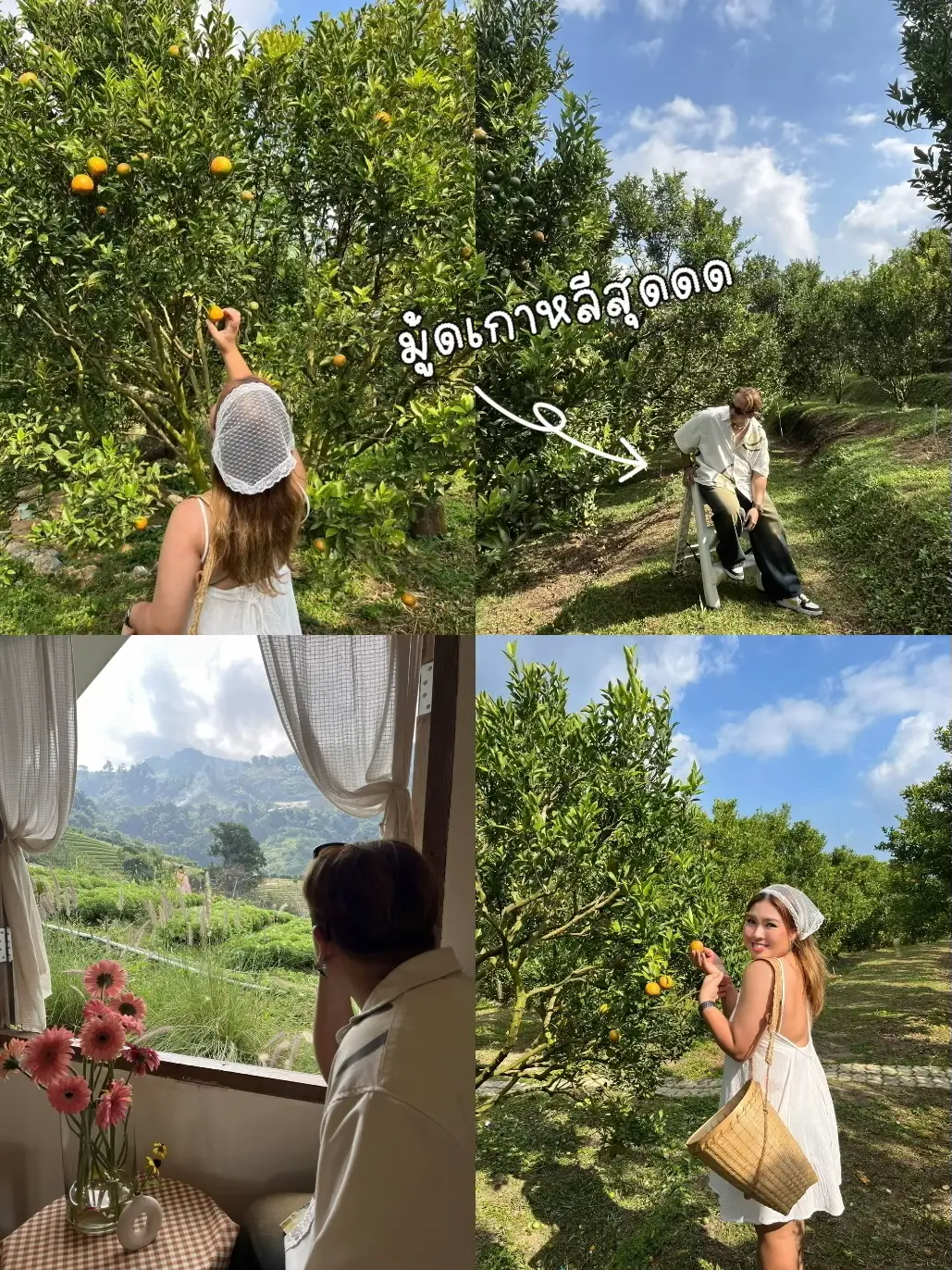 One Day Trip ม่อนแจ่ม เชียงใหม่🛵 | แกลเลอรีที่โพสต์โดย Go กะ ก้าว | Lemon8