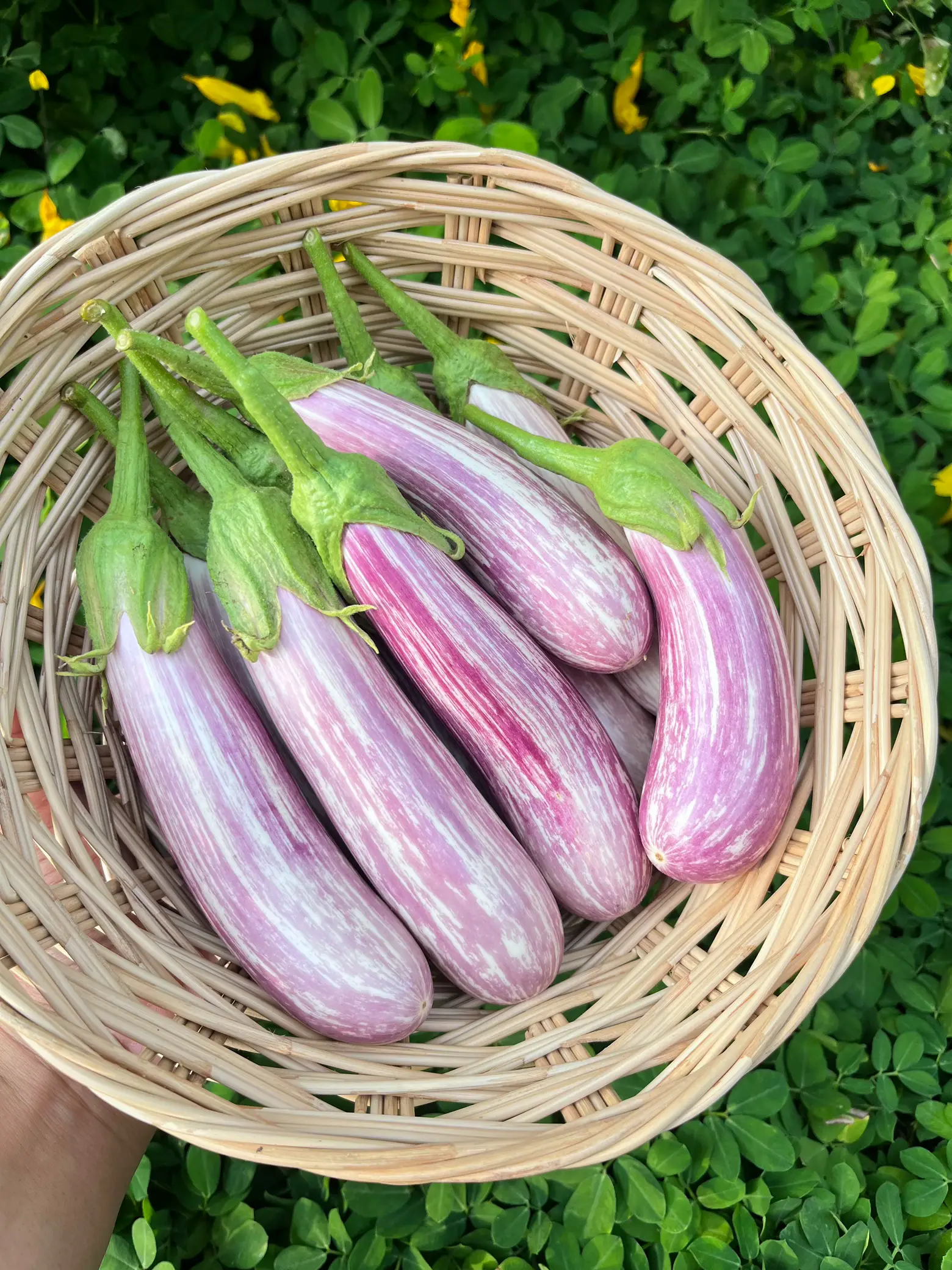 ตื่นเช้าเพื่อมาเก็บผัก 😊 | แกลเลอรีที่โพสต์โดย Supannee_a | Lemon8