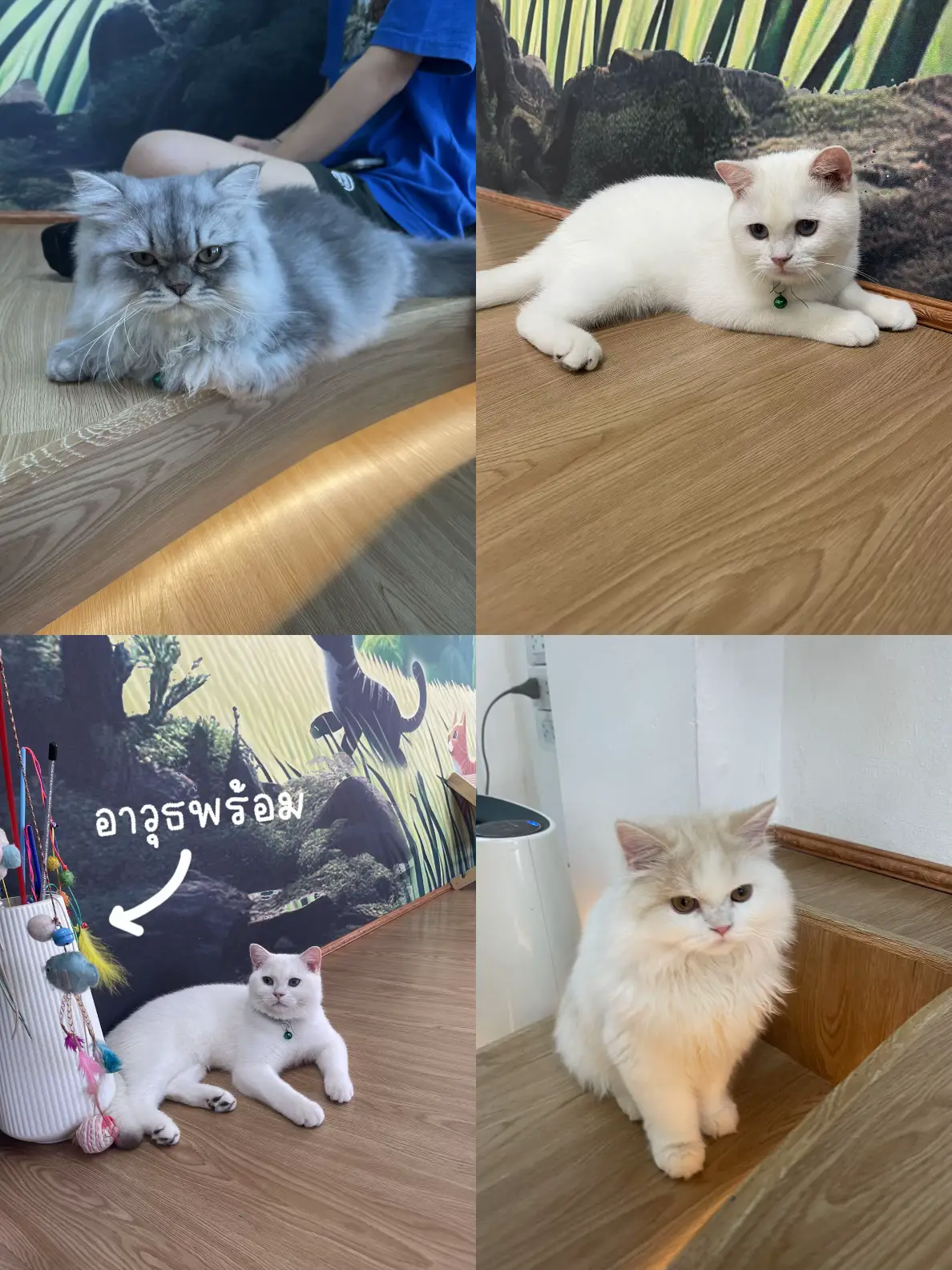 Fa Fin Cat Cafe @ม.รามคำแหง2 | แกลเลอรีที่โพสต์โดย 𝙼𝙸𝙻𝙻 | Lemon8