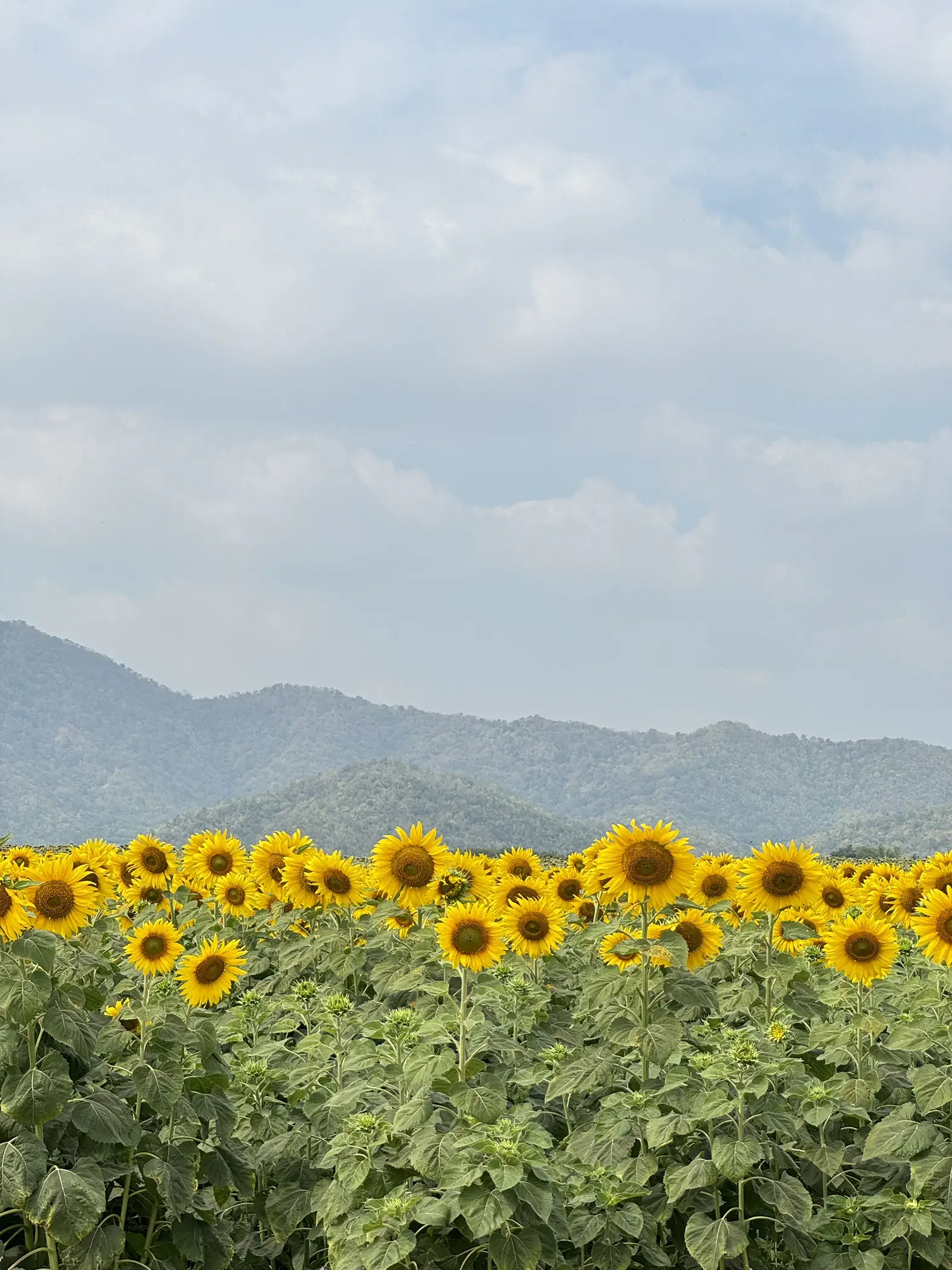 พาเที่ยวทุ่งทานตะวันลพบุรีกันคร่าสาวๆ🌻 | แกลเลอรีที่โพสต์โดย Moona Pinyupa | Lemon8