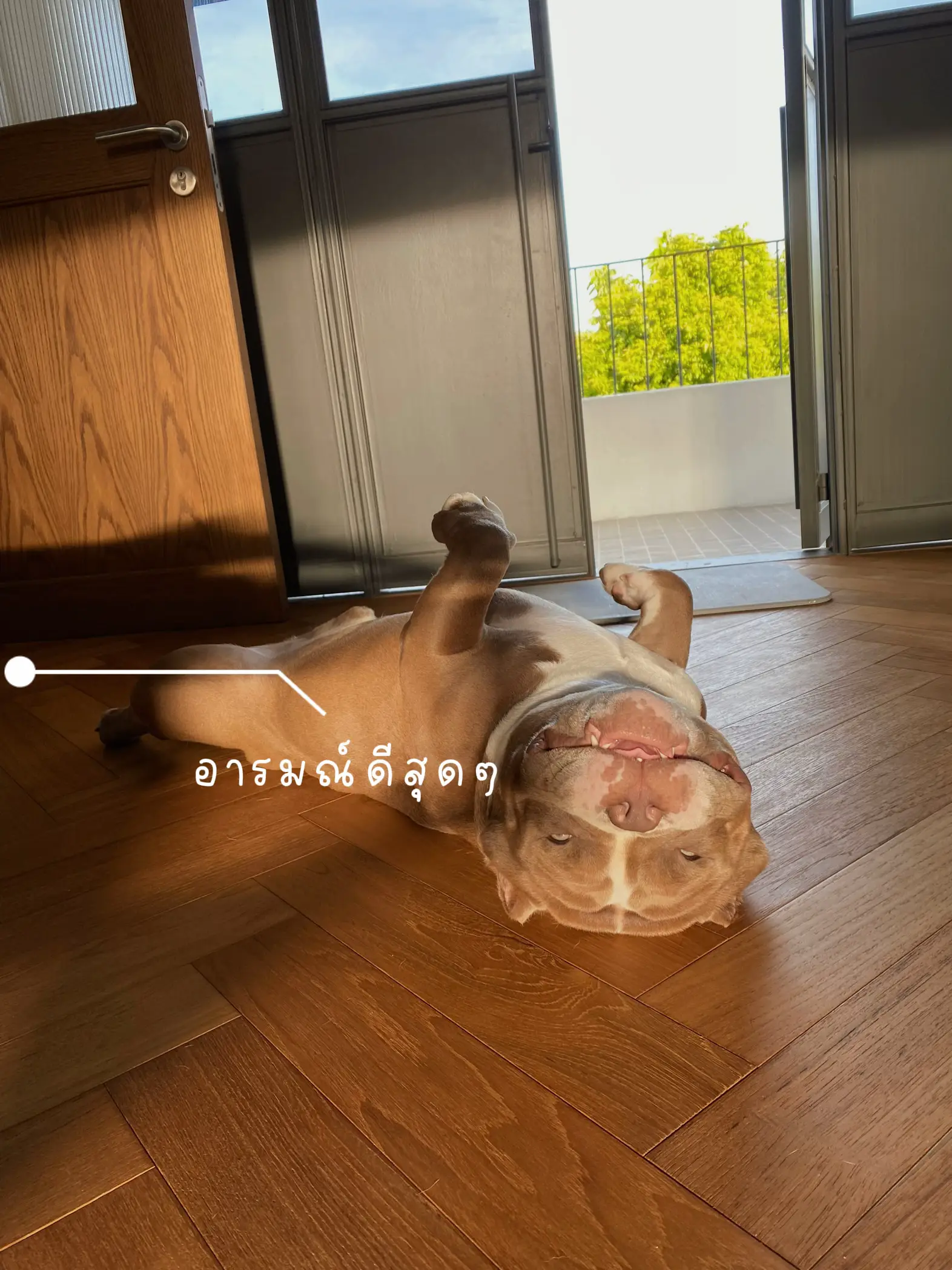 pocket bully - การค้นหาใน Lemon8