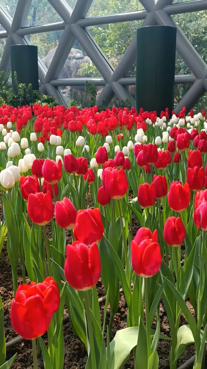 Tulip, Rayong | วิดีโอที่เผยแพร่โดย Jaonang Yoryot | Lemon8