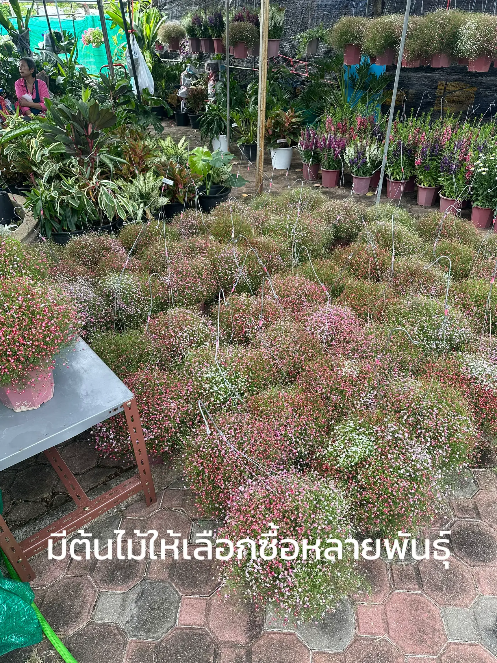 Someday,Somewhere | แกลเลอรีที่โพสต์โดย Natthawadee Pet | Lemon8