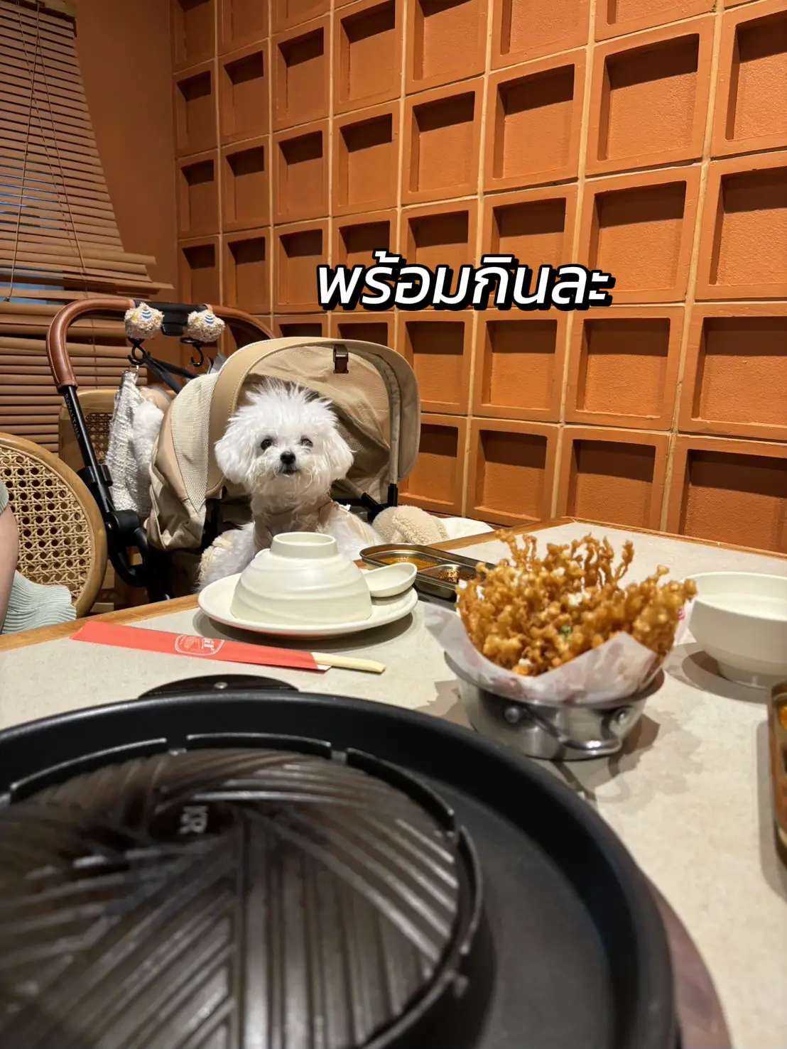 ร้านหมูกะทะกับเค้กหมูกะทะเจ้าเด็ด #หมาเข้าได้ | แกลเลอรีที่โพสต์โดย หมา ...