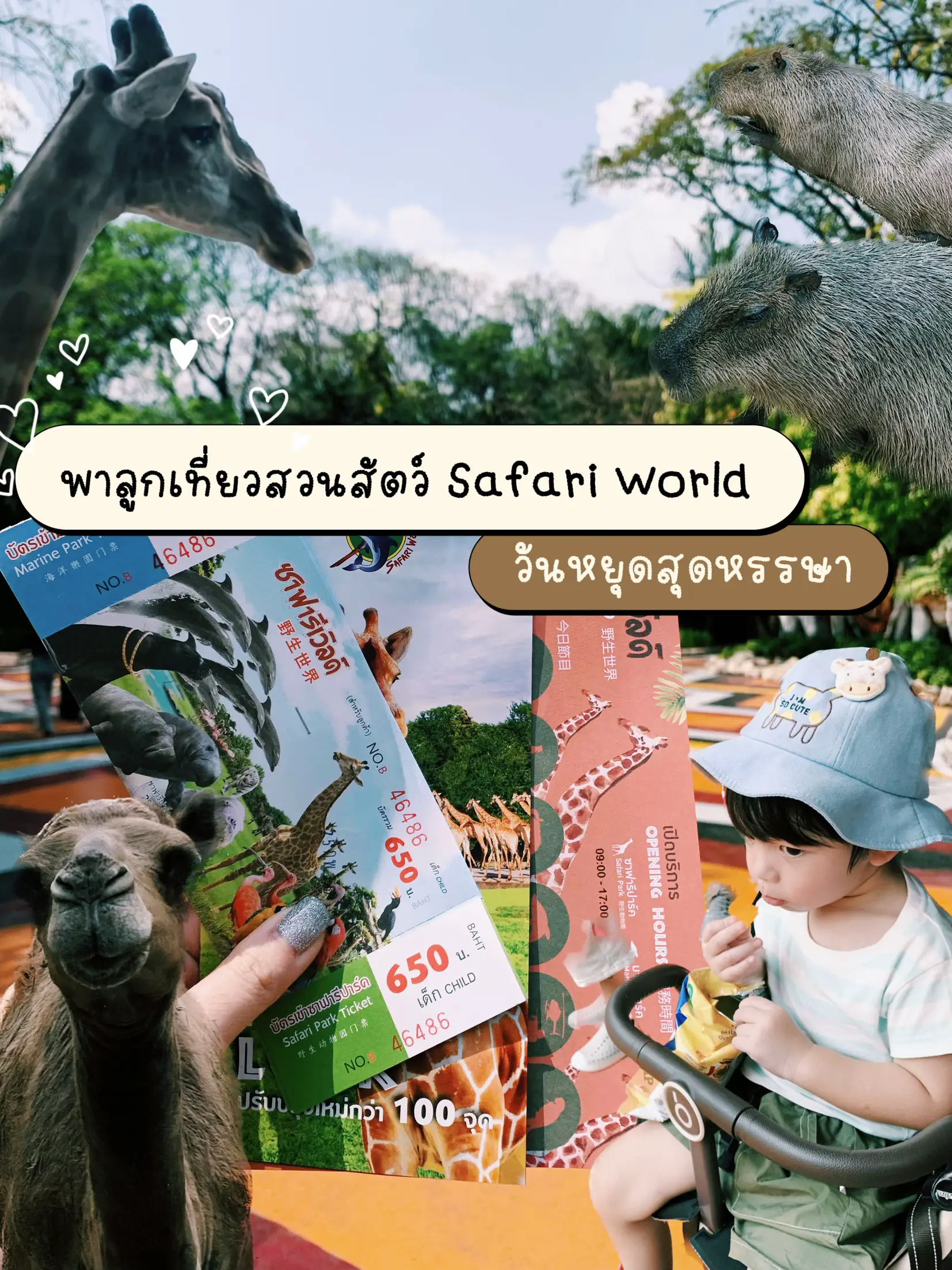 🦓🐆พาลูกเที่ยว “Safari World”🦘🐫 | แกลเลอรีที่โพสต์โดย 🚘Akin’s Go…Go🚘 ...