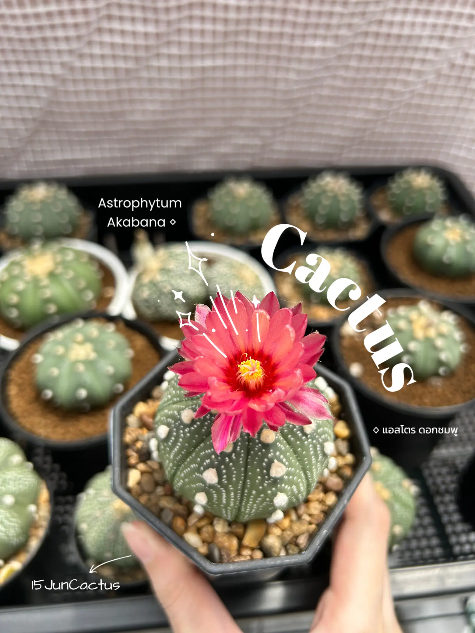 แคคตัสดอกชมพู ? หรือที่เรียกว่า "Akabana" | แกลเลอรีที่โพสต์โดย ...