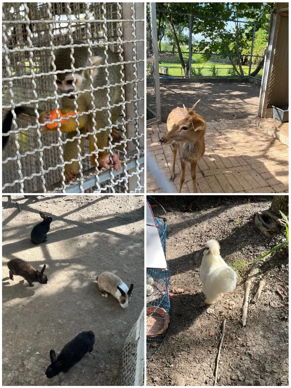 ชวนไปเที่ยว Mini Zoo สุดน่ารัก 🐷🌈🐦🐢 | แกลเลอรีที่โพสต์โดย PJ _ KK 🥳 ...