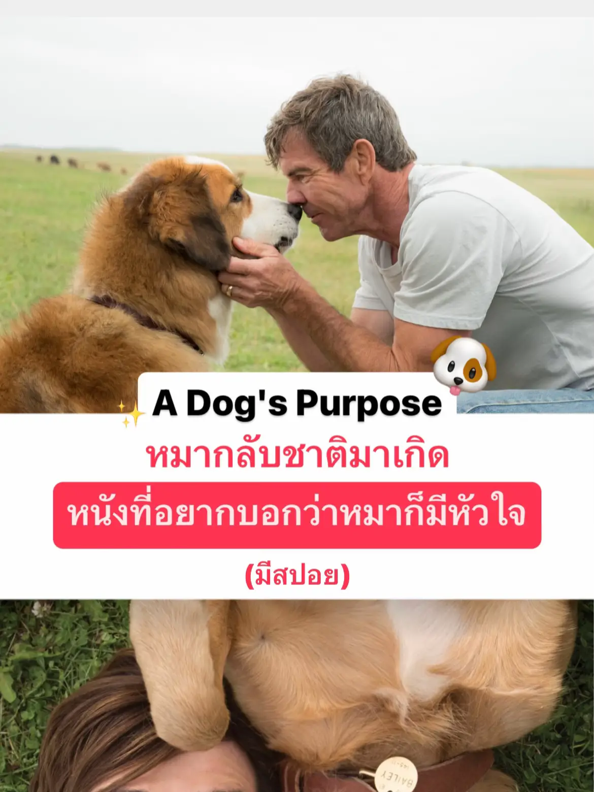 รีวิว A Dog's Purpose | 2025 ประสบการณ์ผู้ใช้จริงบน Lemon8