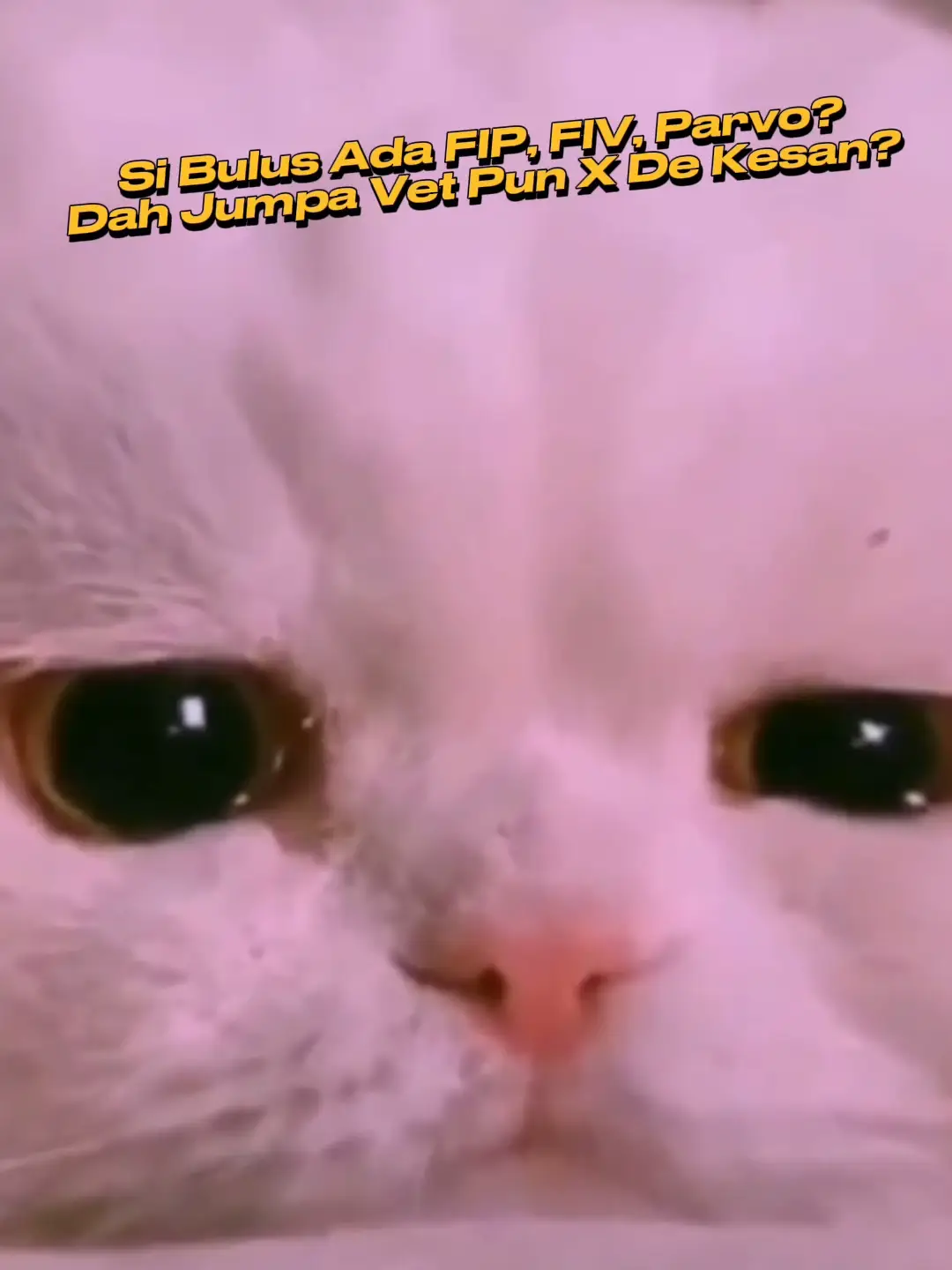 Si Bulus Ada FIP, FIV, Parvo? | Video diterbitkan oleh KBK Shop | Lemon8