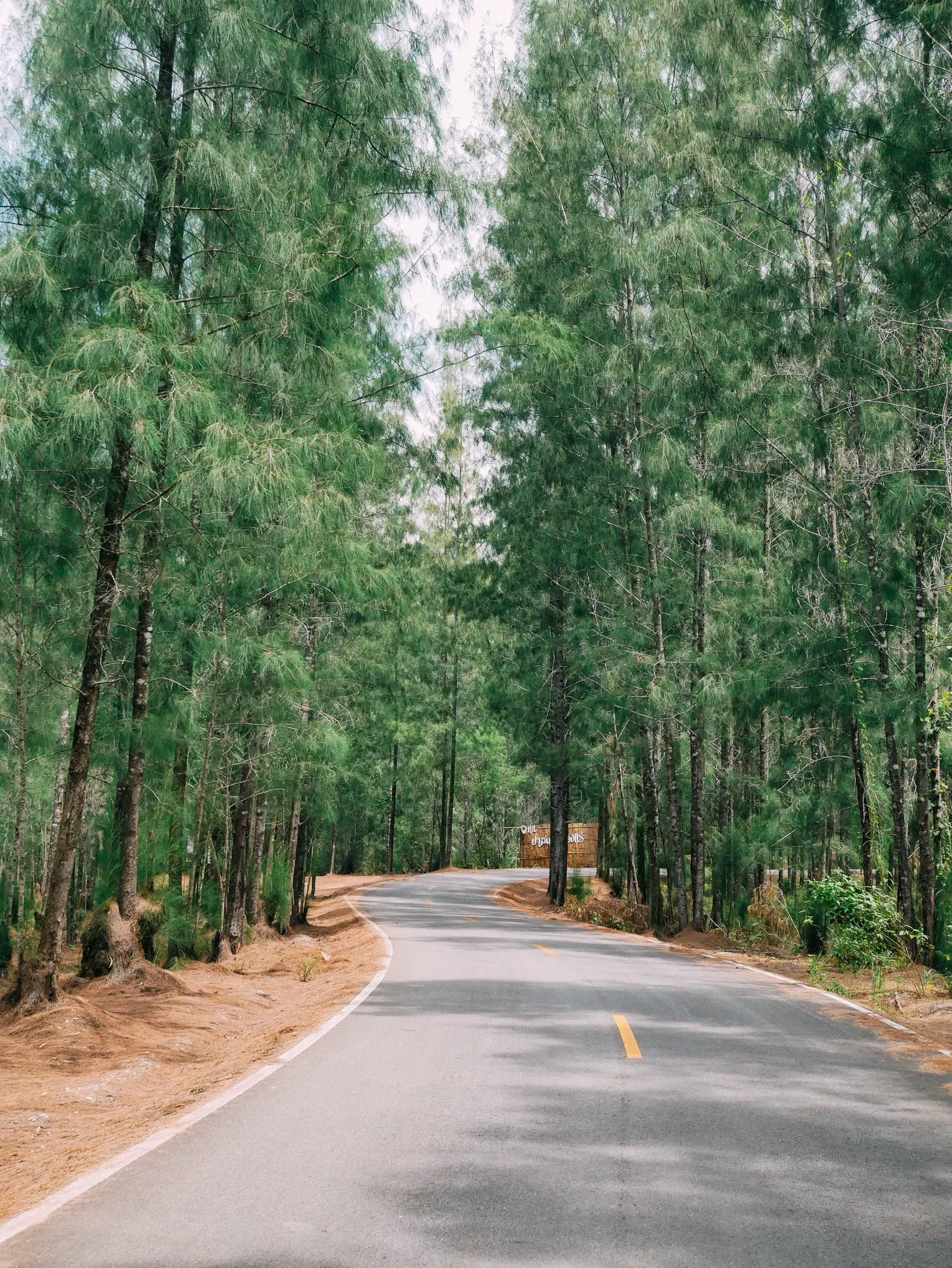 "Mining Pine Forest," a beautiful photo spot, got a foreign pill at the ...