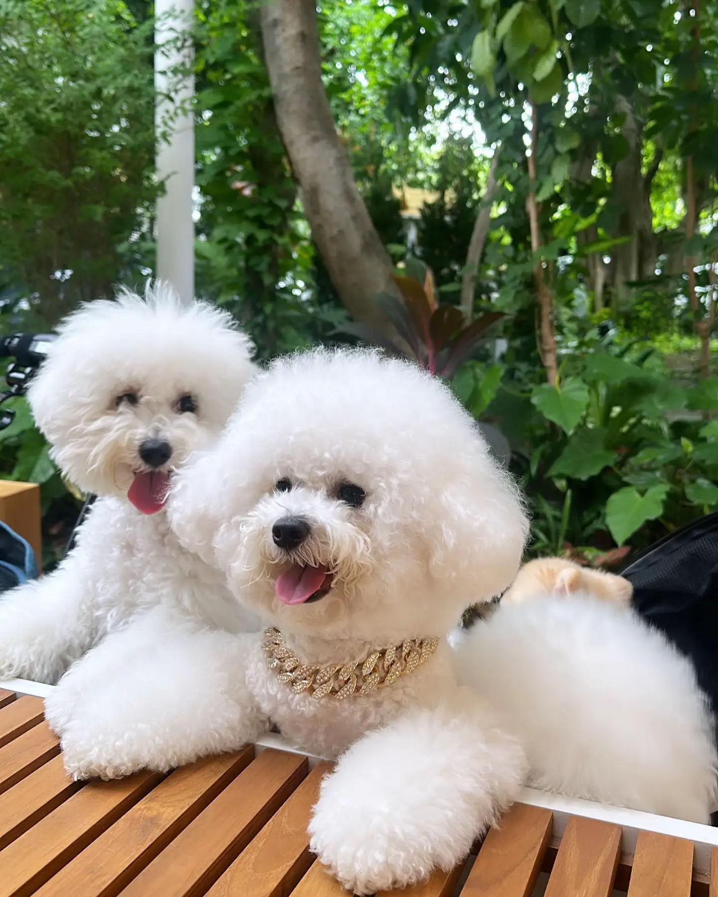 Ari neighborhood cafe, dog access, and a great brunch menu. | Gallery ...