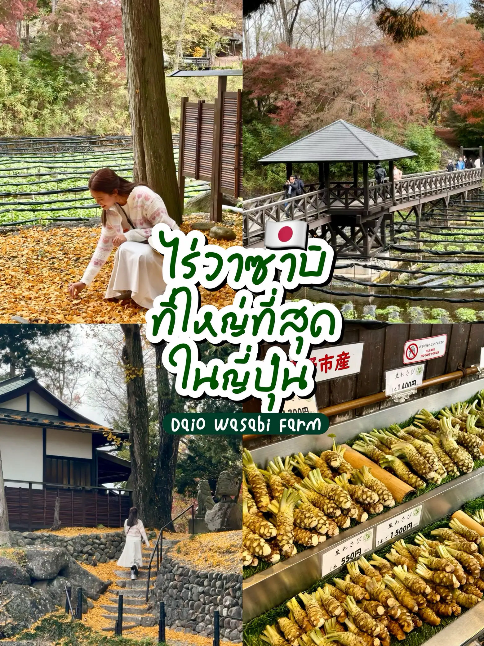 🇯🇵 พาเที่ยวไร่วาซาบิที่ใหญ่ที่สุดในญี่ปุ่น Daio Wasabi Farm🌳 | แกลเลอรี ...